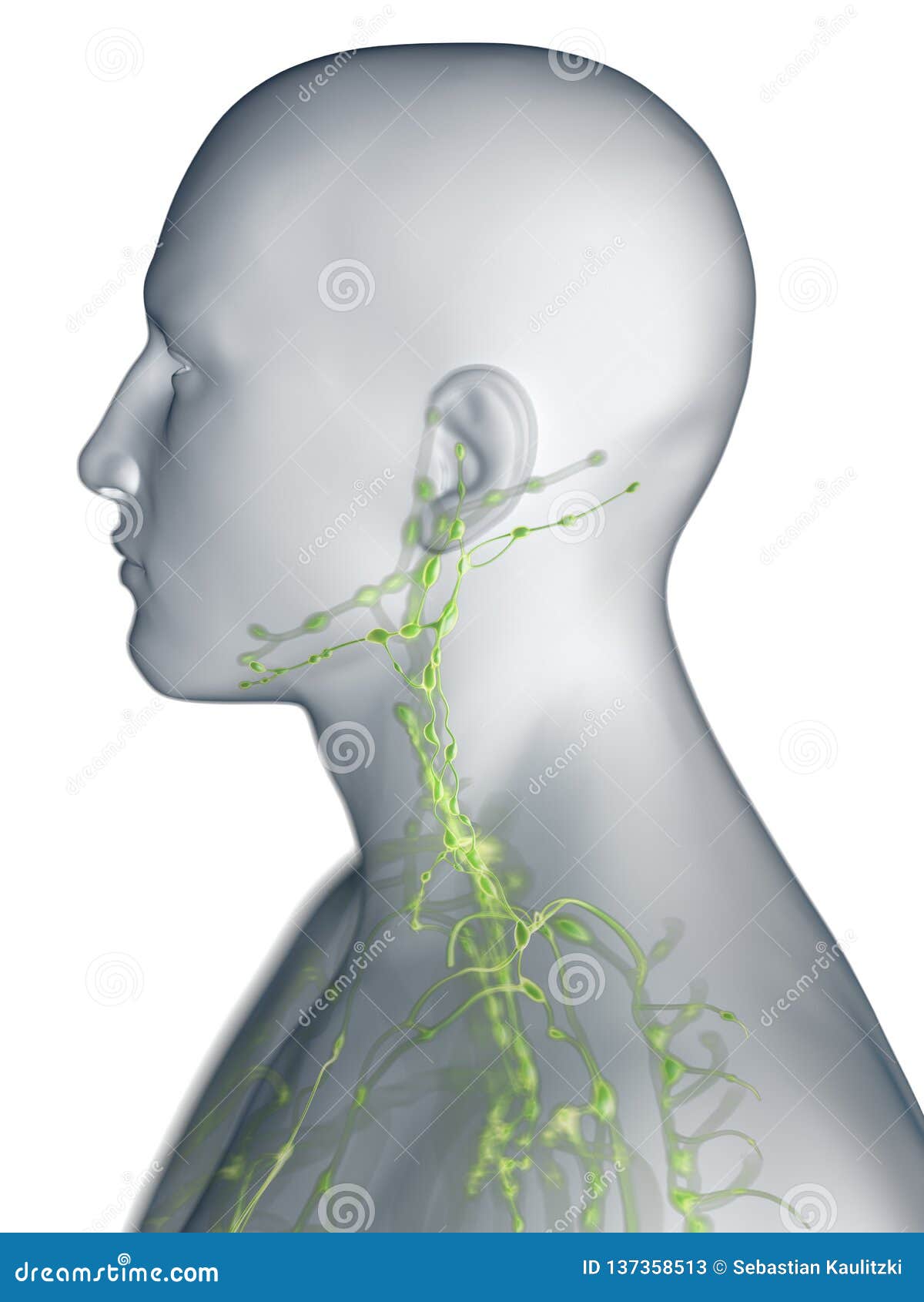 Lymphatic System Neck Head