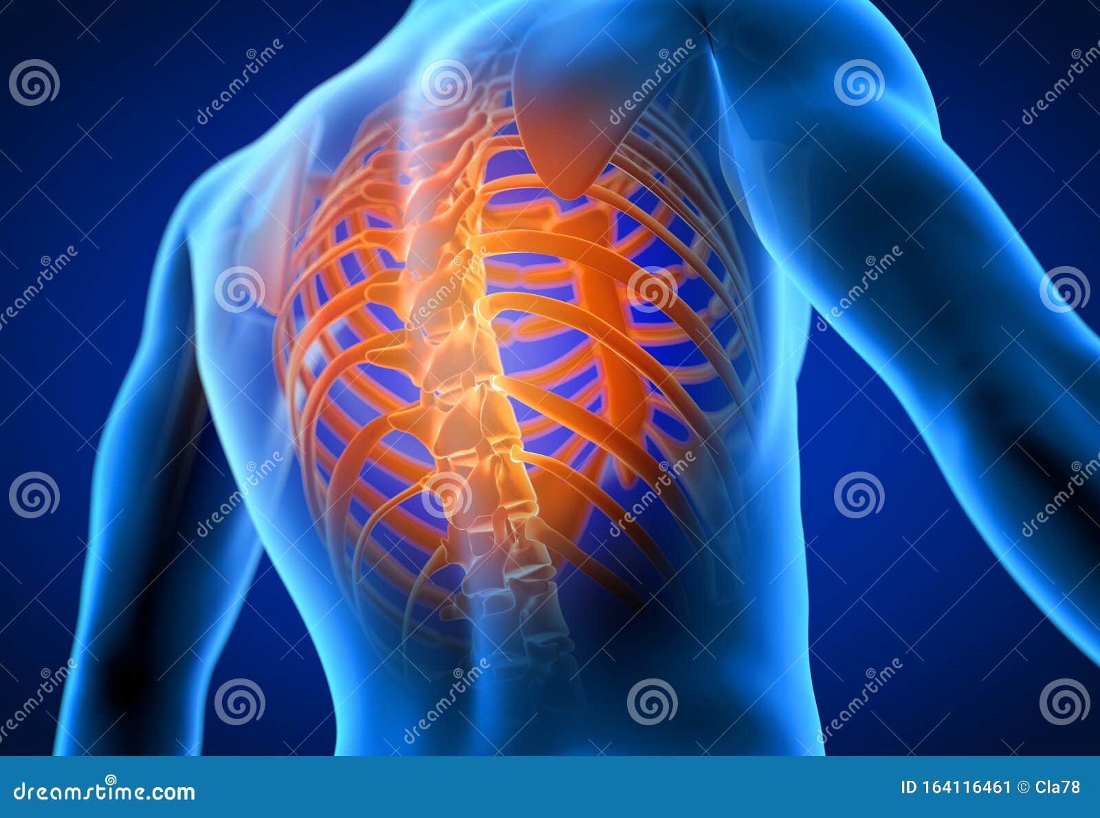 Medically Accurate Vector Illustration Of Human Back Chest, Includes ...