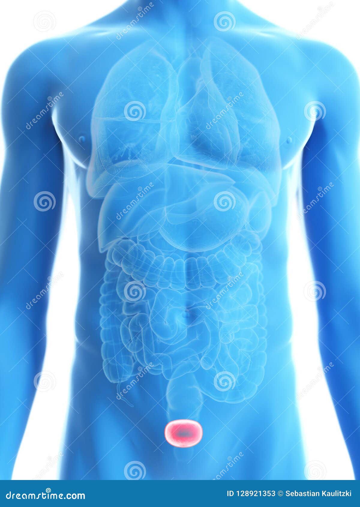 A mans bladder stock illustration. Illustration of inside - 128921353
