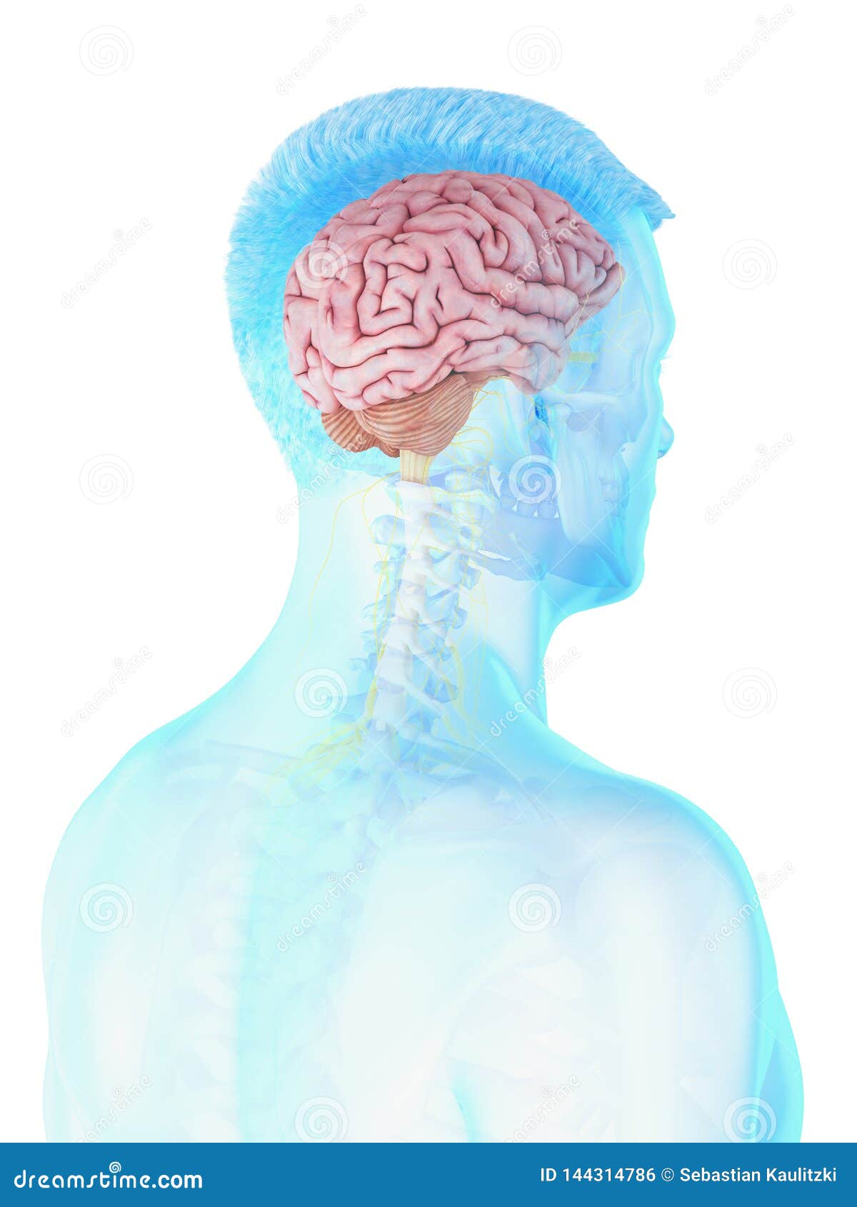 A mans brain stock illustration. Illustration of nervous - 144314786