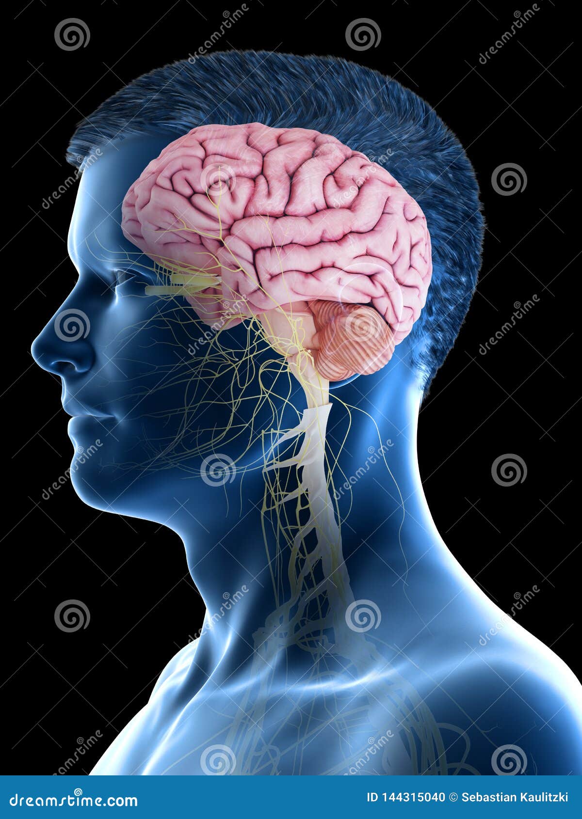 A mans brain stock illustration. Illustration of science - 144315040