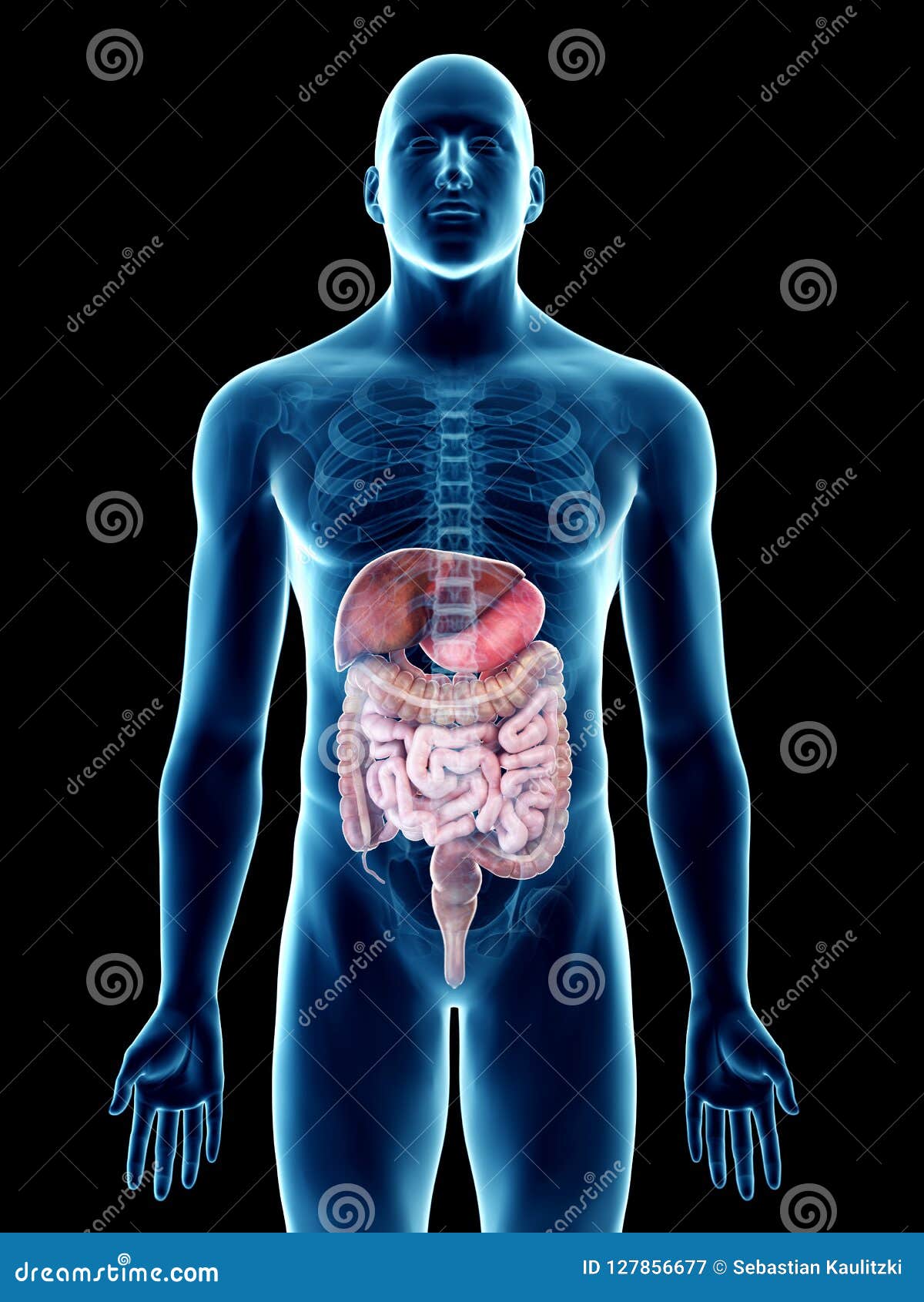 An Old Mans Digestive System Stock Illustration | CartoonDealer.com ...