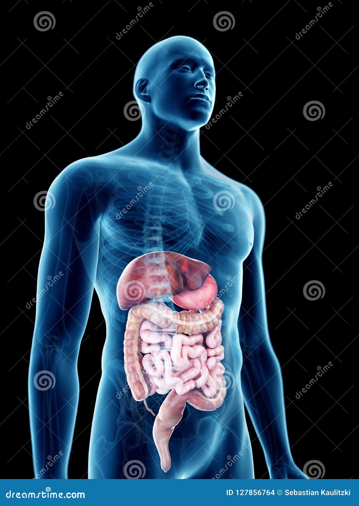 An Old Mans Digestive System Stock Illustration | CartoonDealer.com ...