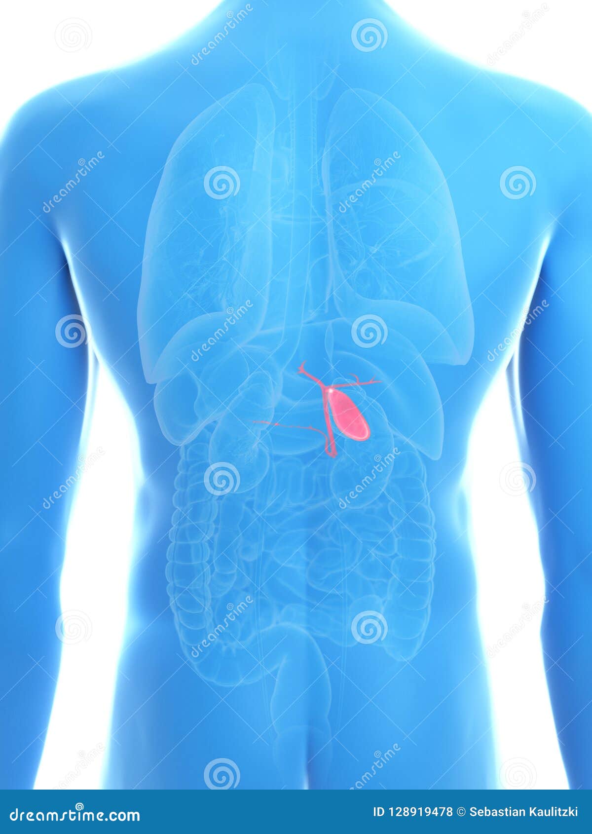 A mans gallbladder stock illustration. Illustration of medically ...