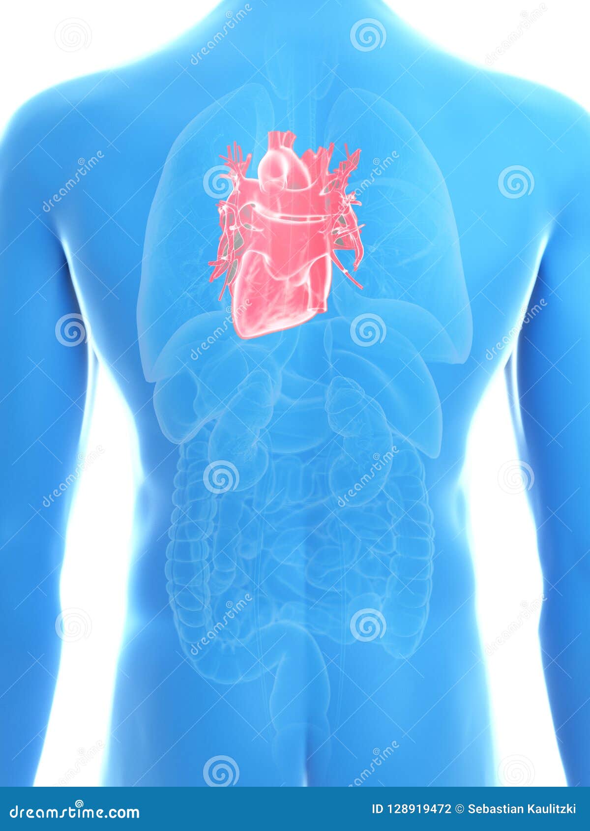 A mans heart stock illustration. Illustration of frontal - 128919472