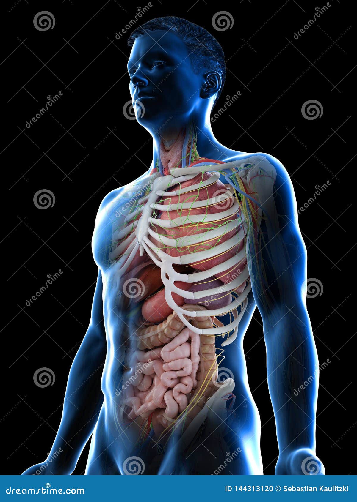 A mans internal organs stock illustration. Illustration of rendered ...