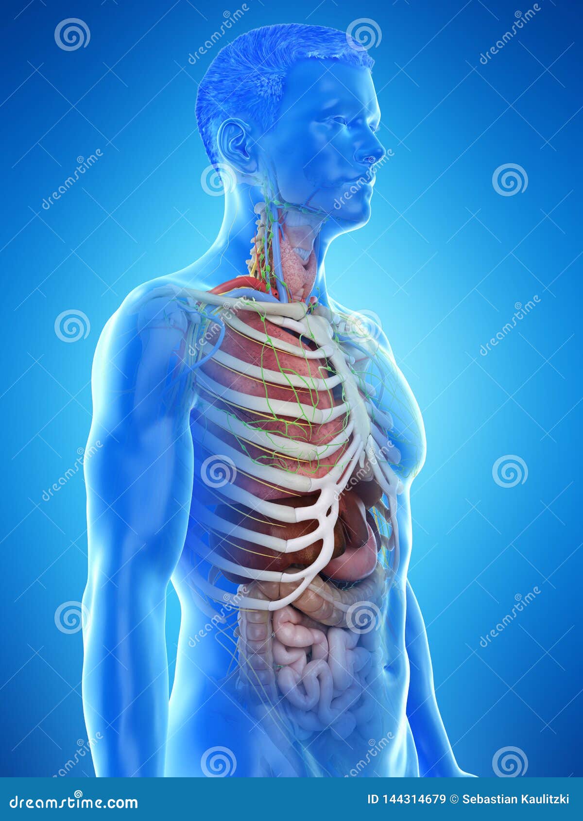 A mans internal organs stock illustration. Illustration of transparent ...