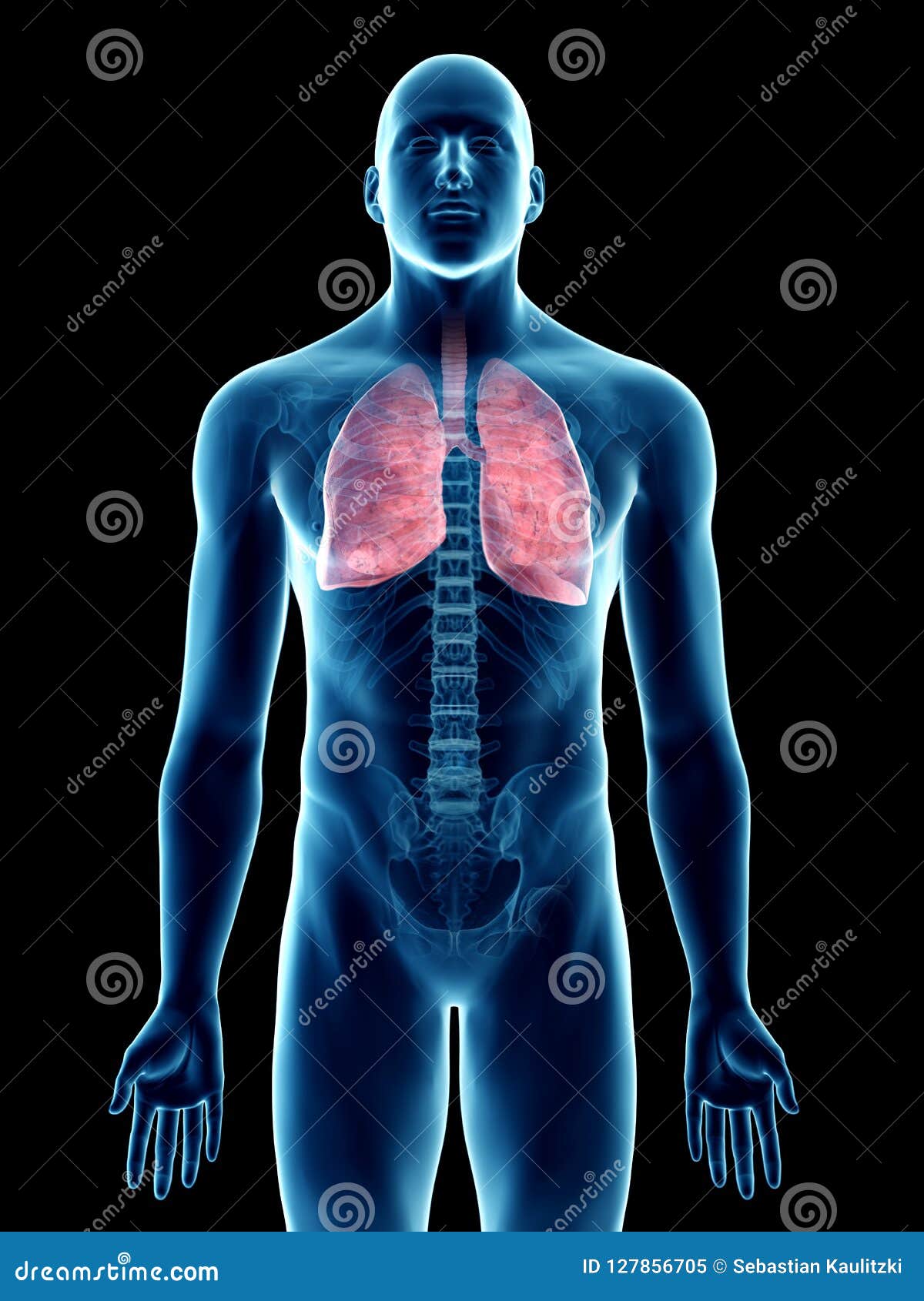 A mans lung stock illustration. Illustration of rendered - 127856705