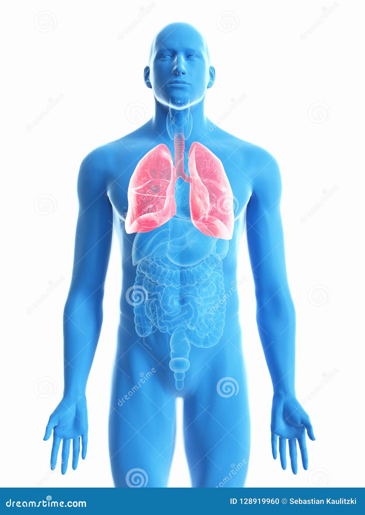 A mans lung stock illustration. Illustration of artwork - 128919960