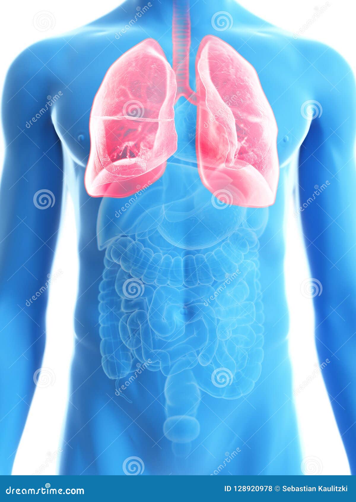 A mans lung stock illustration. Illustration of body - 128920978