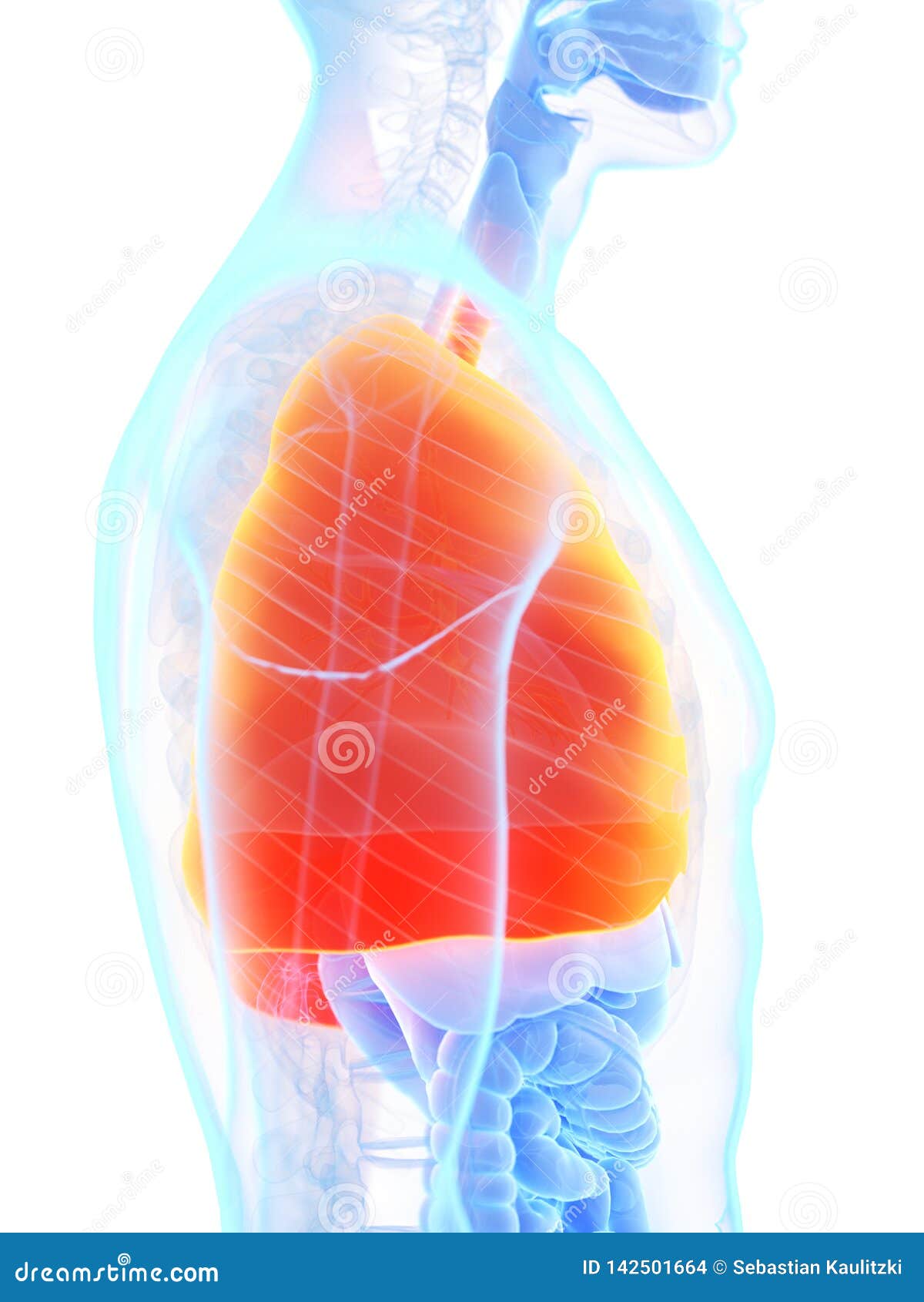 A mans lung stock illustration. Illustration of male - 142501664