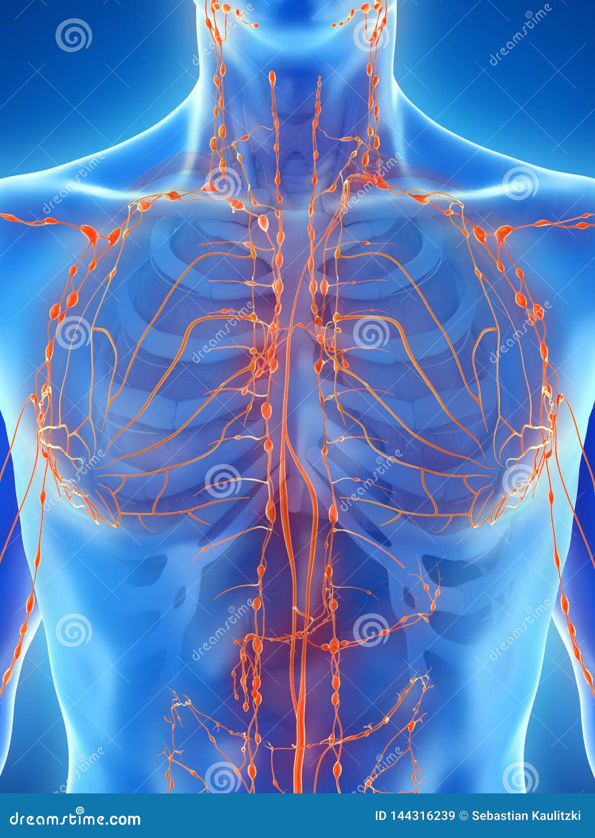 A mans lymphatic system stock illustration. Illustration of science ...