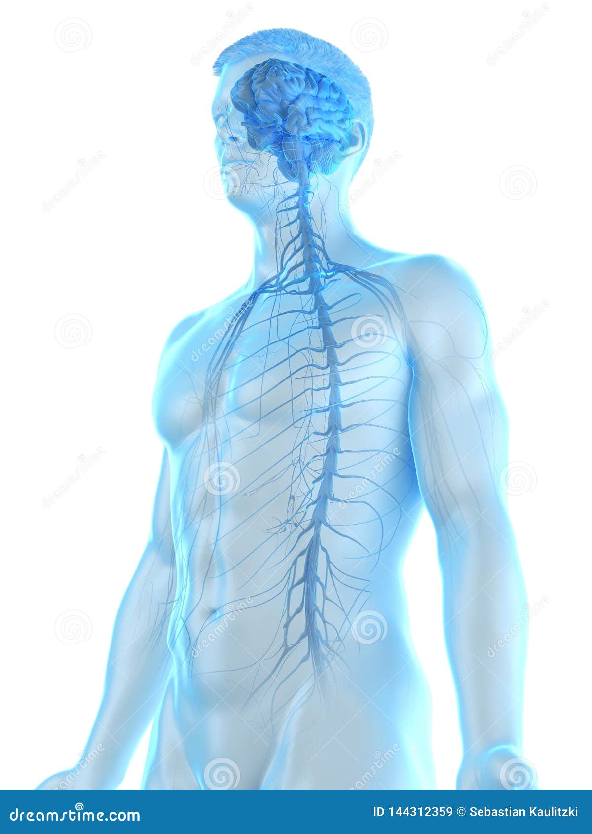 A mans nervous system stock illustration. Illustration of human - 144312359