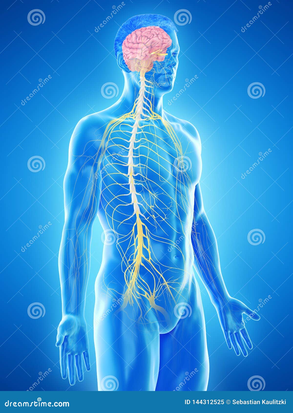 A mans nervous system stock illustration. Illustration of male - 144312525