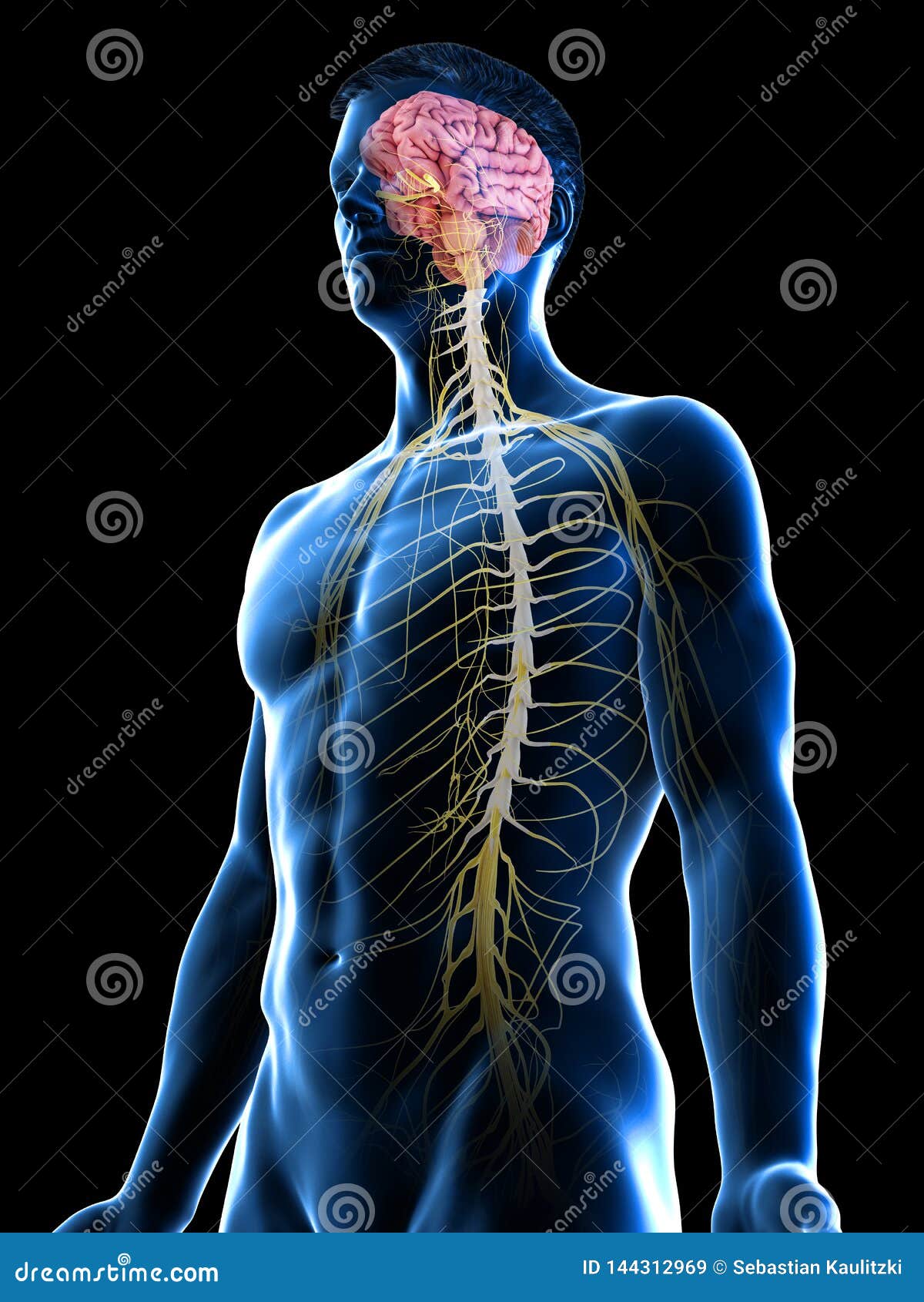 A mans nervous system stock illustration. Illustration of brain - 144312969