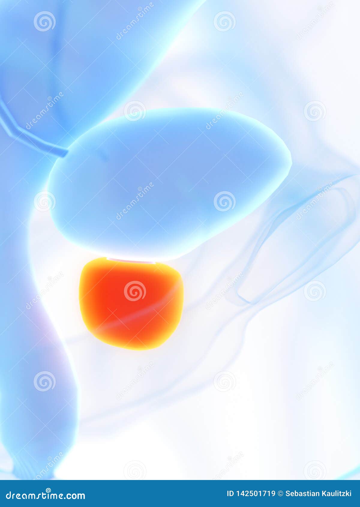 A mans prostate stock illustration. Illustration of science - 142501719