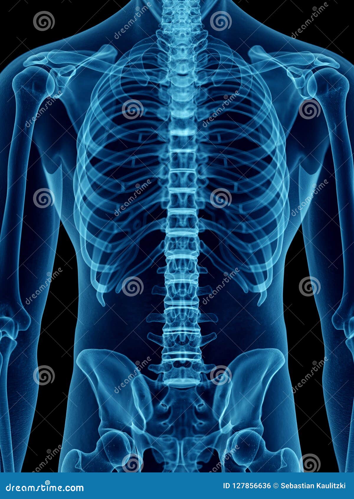 A mans skeletal back stock illustration. Illustration of accurate ...
