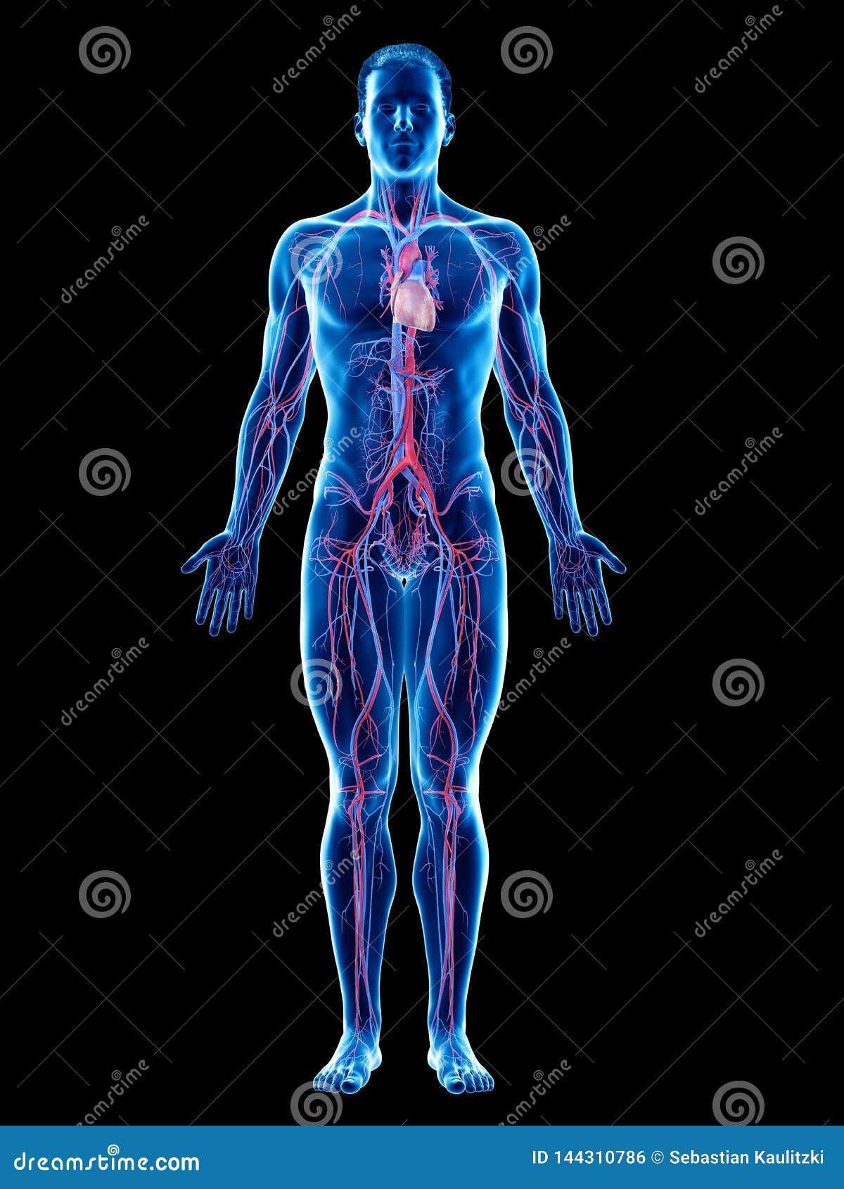 A mans vascular system stock illustration. Illustration of male - 144310786