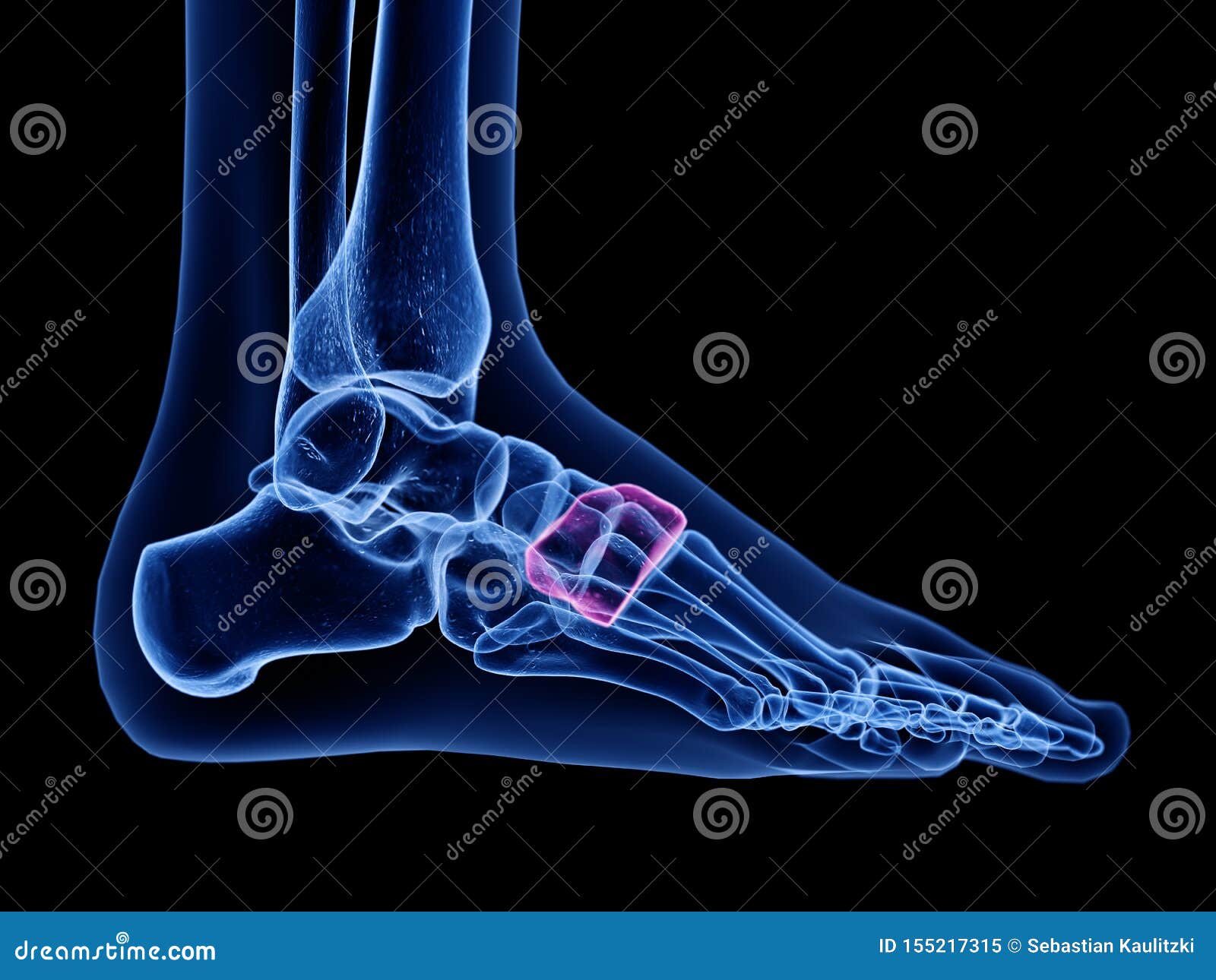 The medial cuneiform bone stock illustration. Illustration of medical ...