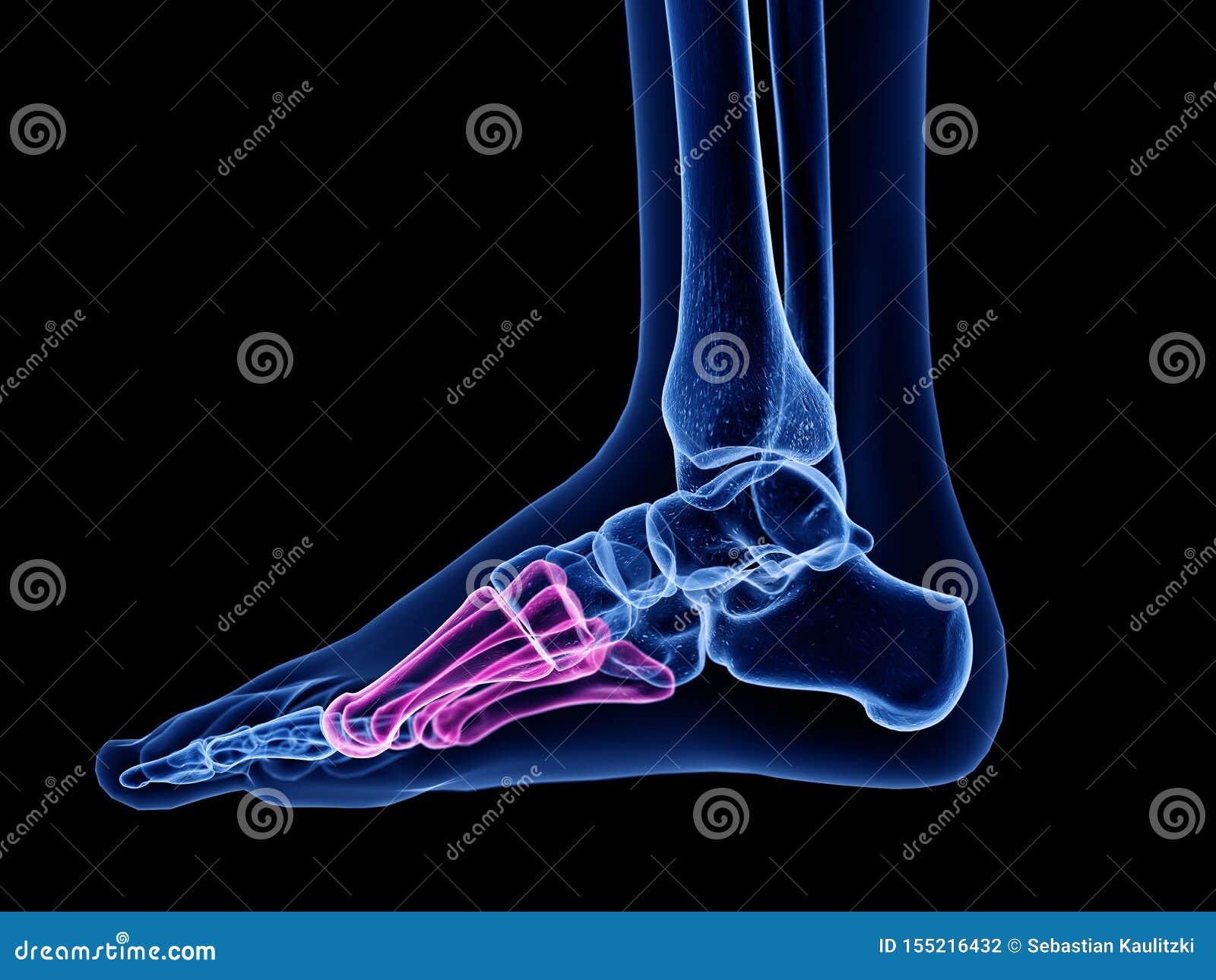 The metatarsal bone stock illustration. Illustration of structure ...