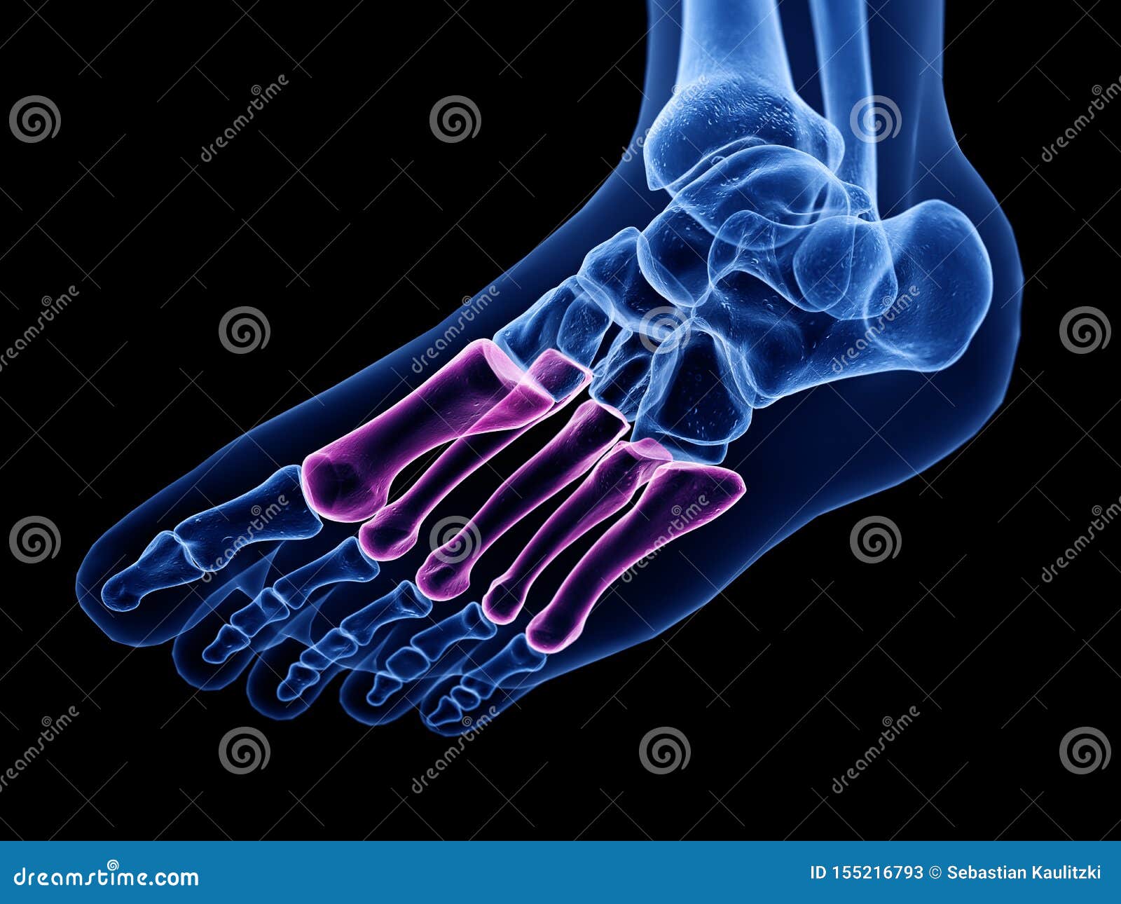 The metatarsal bone stock illustration. Illustration of artwork - 155216793