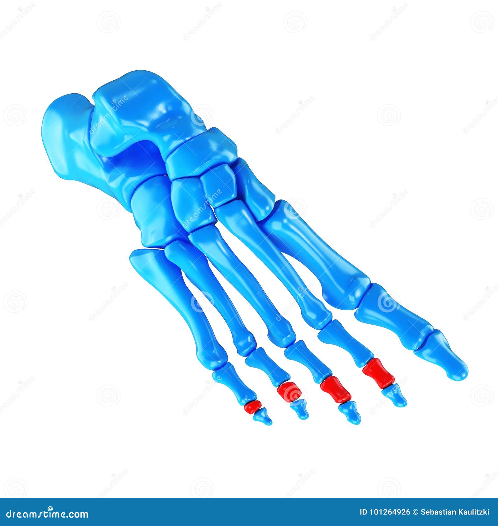 The middle phalanx stock illustration. Illustration of science - 101264926