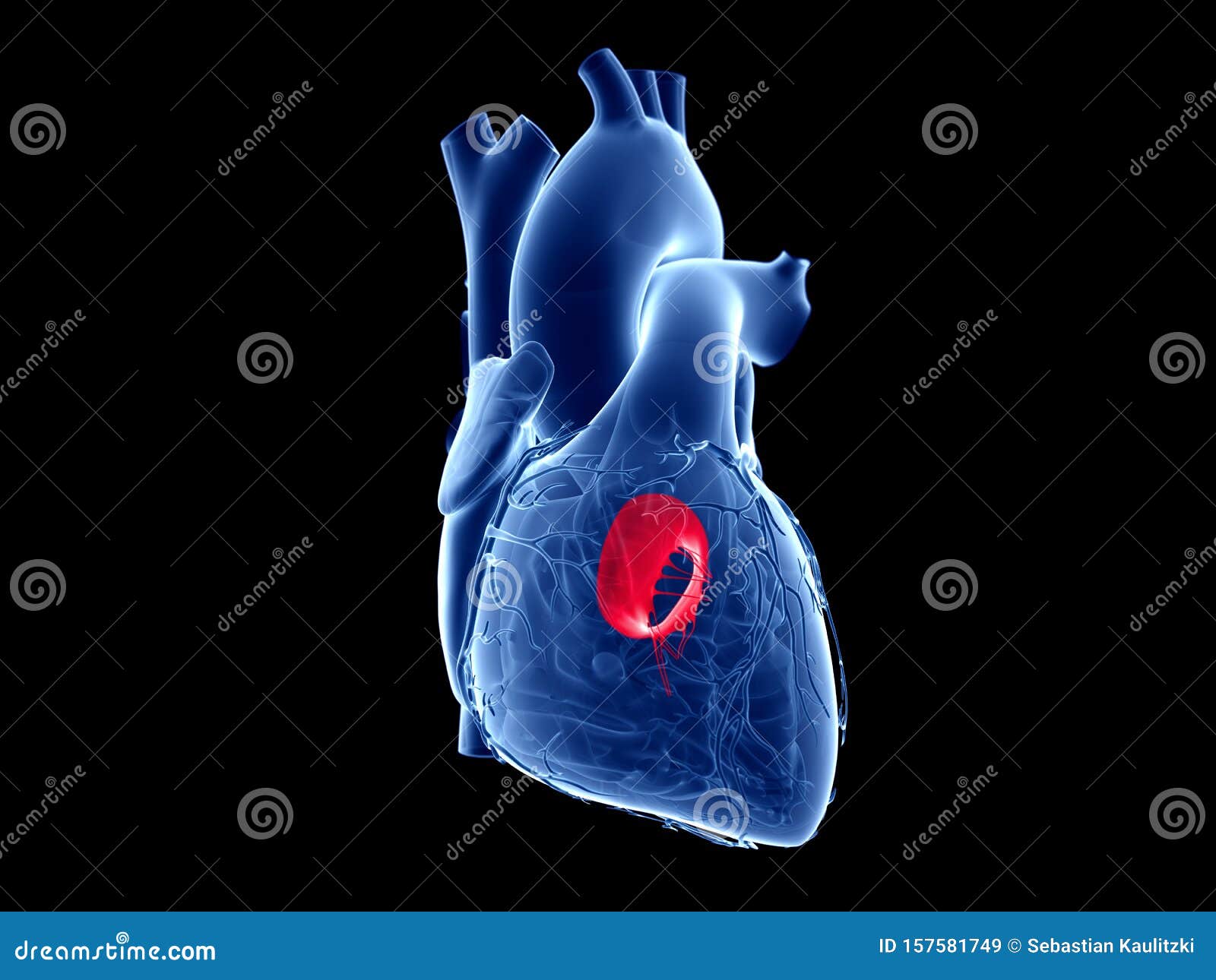The mitral valve stock illustration. Illustration of mitral - 157581749