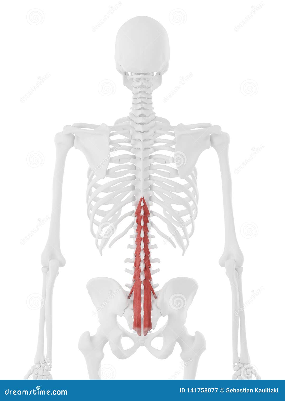 3d Illustration Of The Multifidus Muscles On Xray Musculature ...