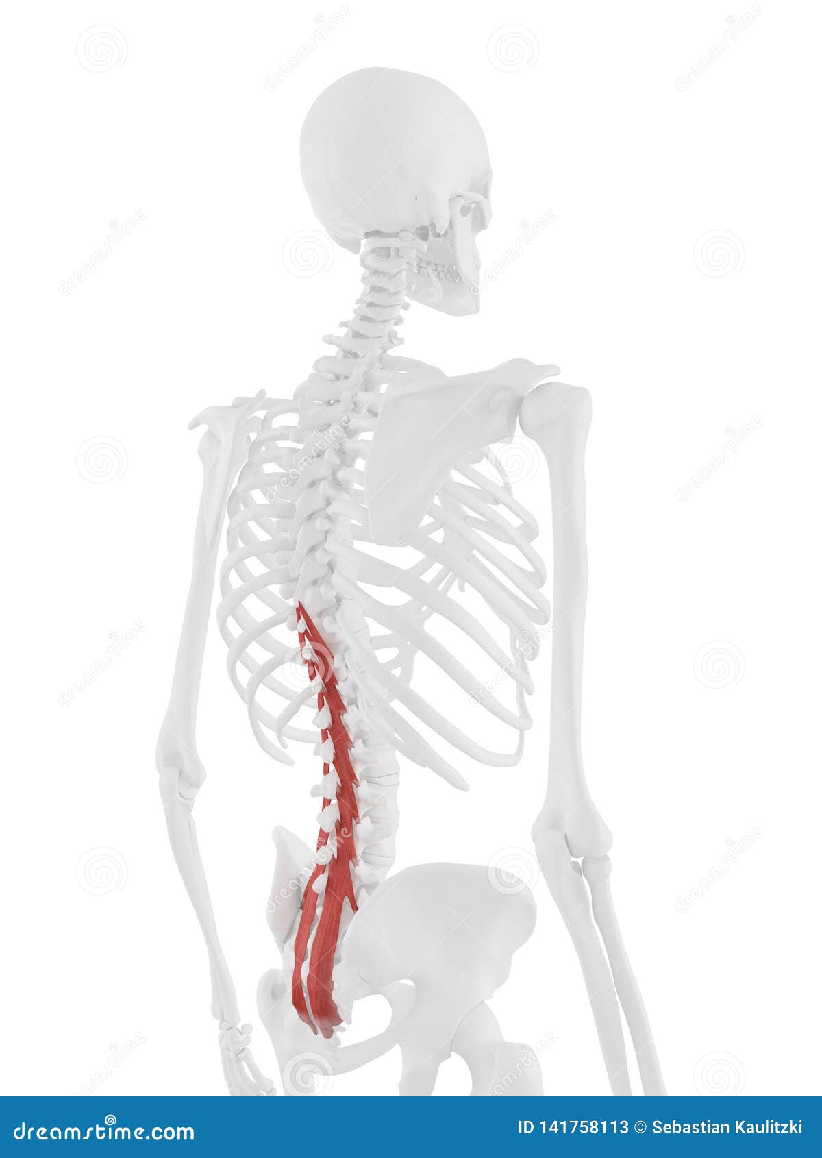 The Multifidus stock illustration. Illustration of orthopedic - 141758113