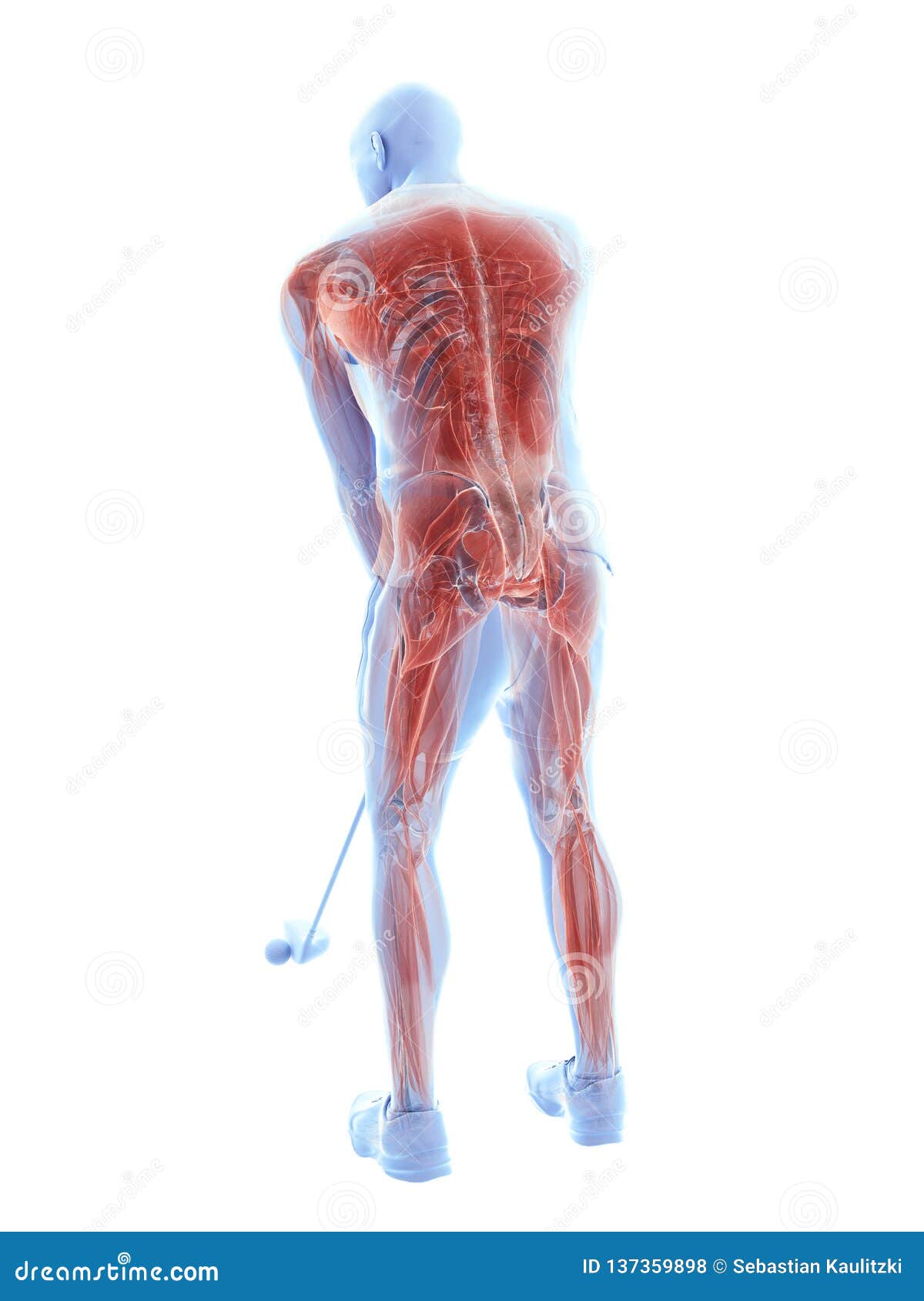 The Muscles Of A Golf Player Royalty-Free Illustration | CartoonDealer ...