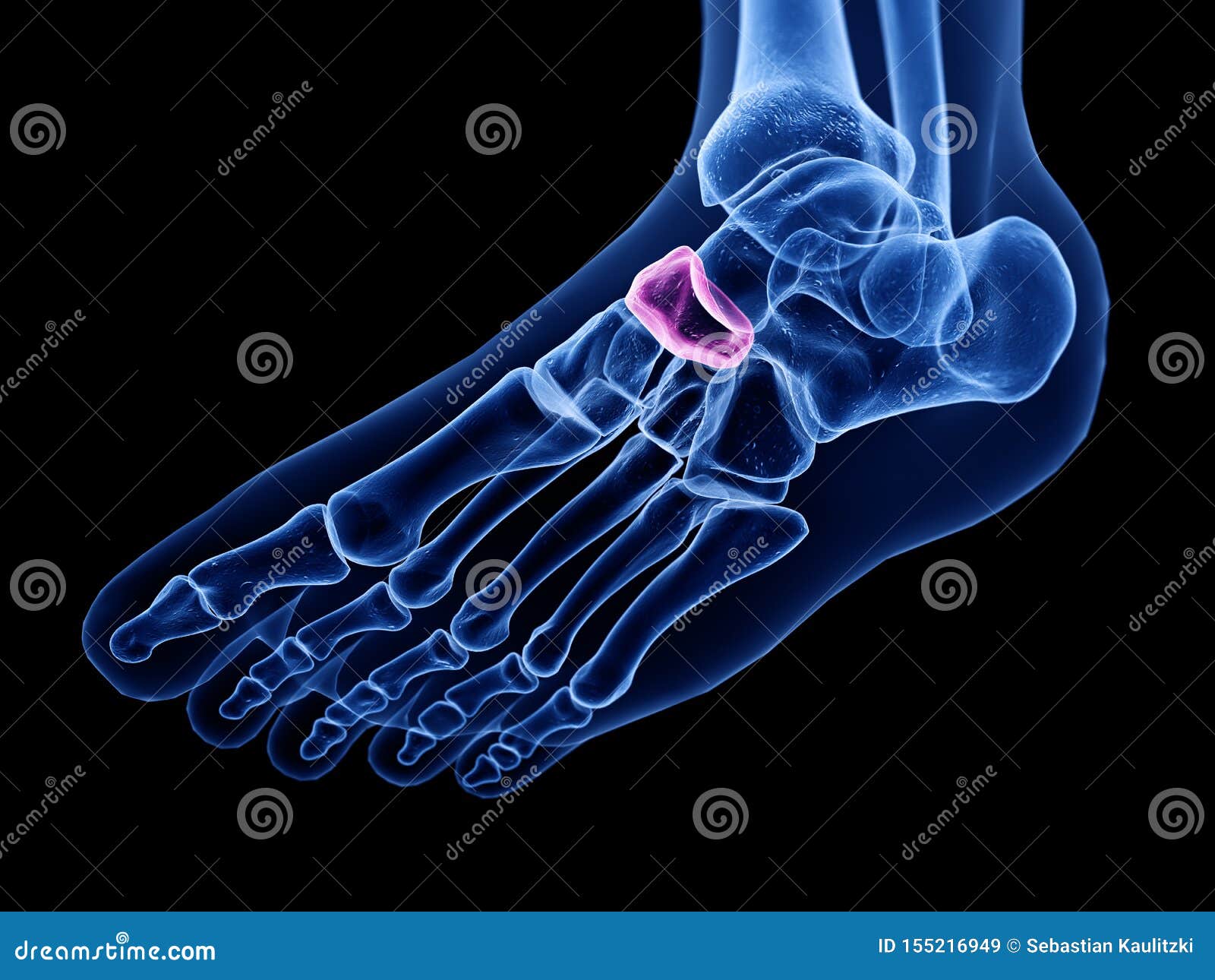 The navicular bone stock illustration. Illustration of health - 155216949