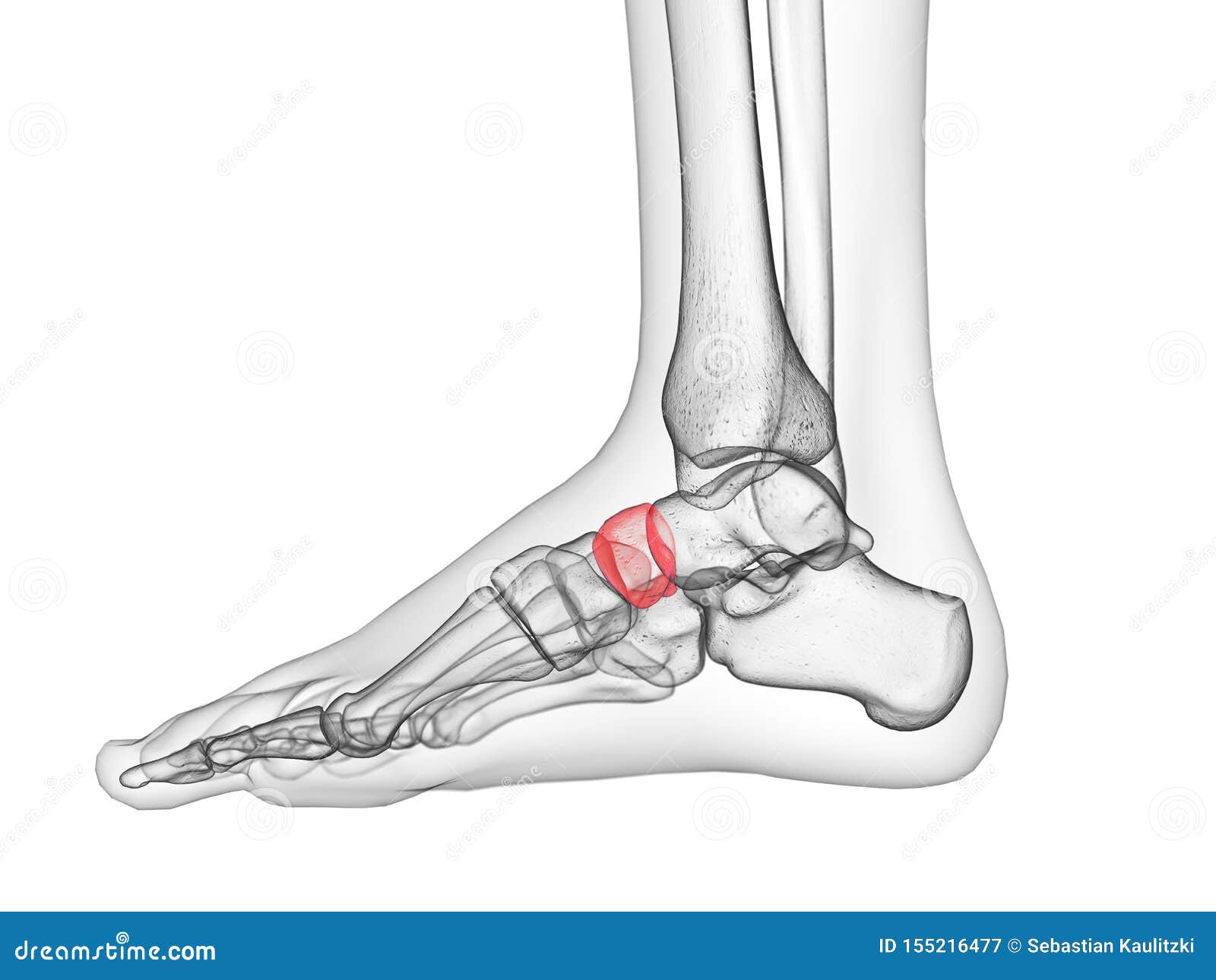 The navicular bone stock illustration. Illustration of body - 155216477