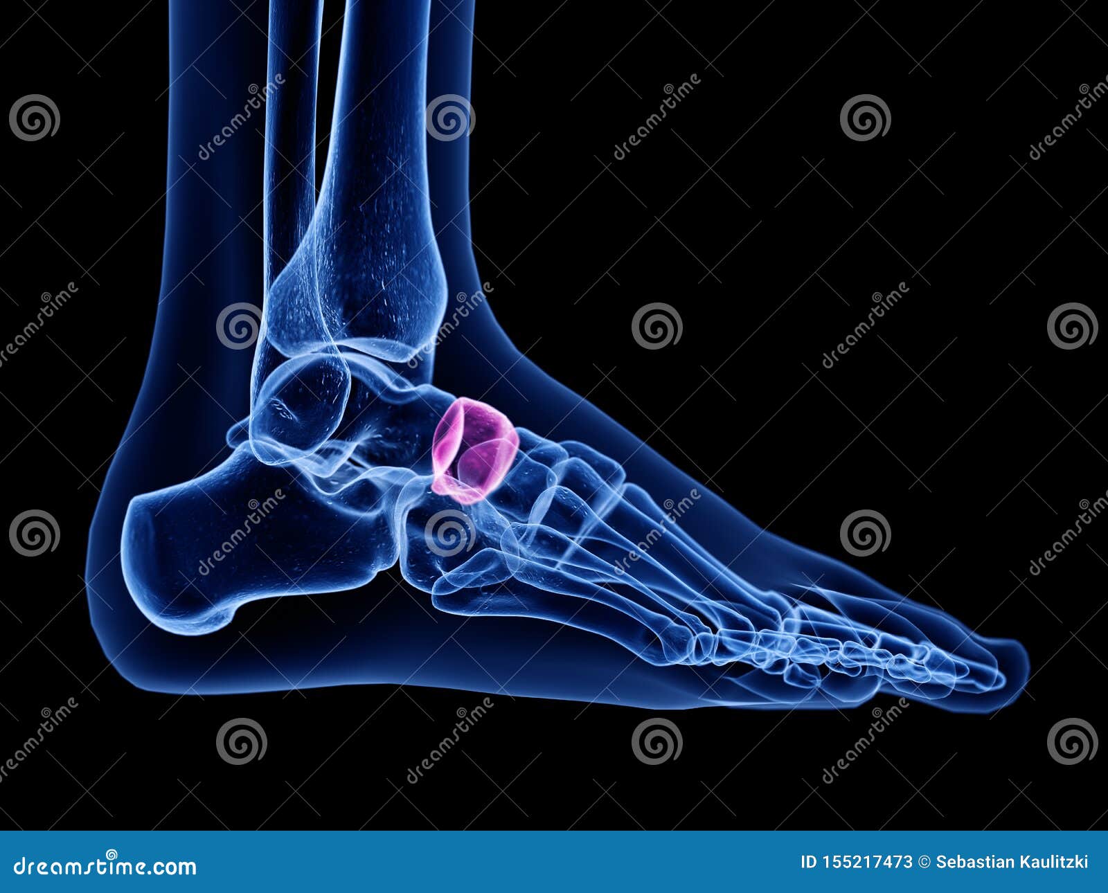 The navicular bone stock illustration. Illustration of medical - 155217473