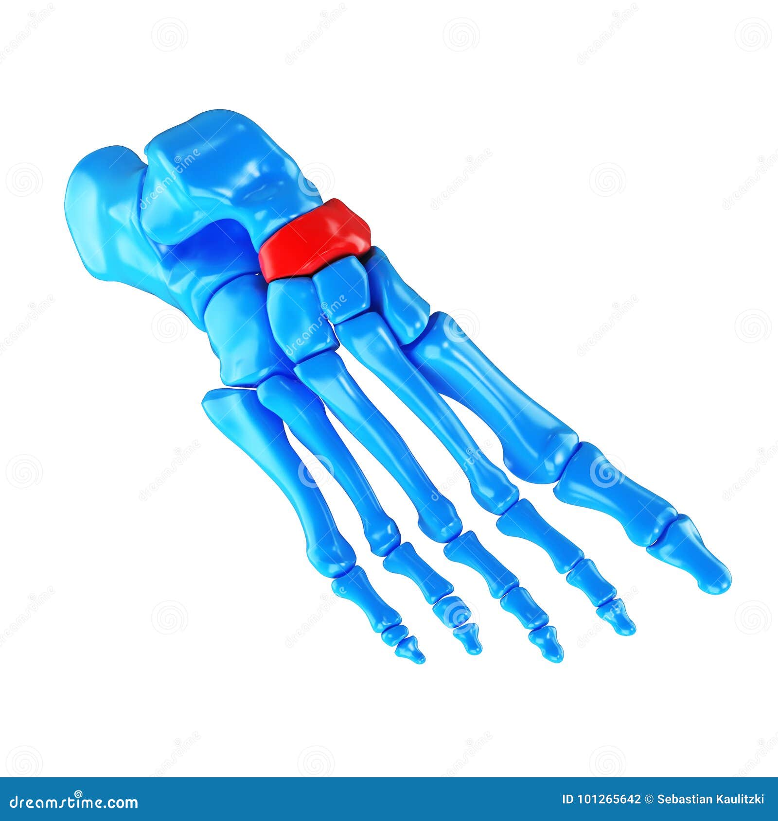 The navicular stock illustration. Illustration of anatomy - 101265642