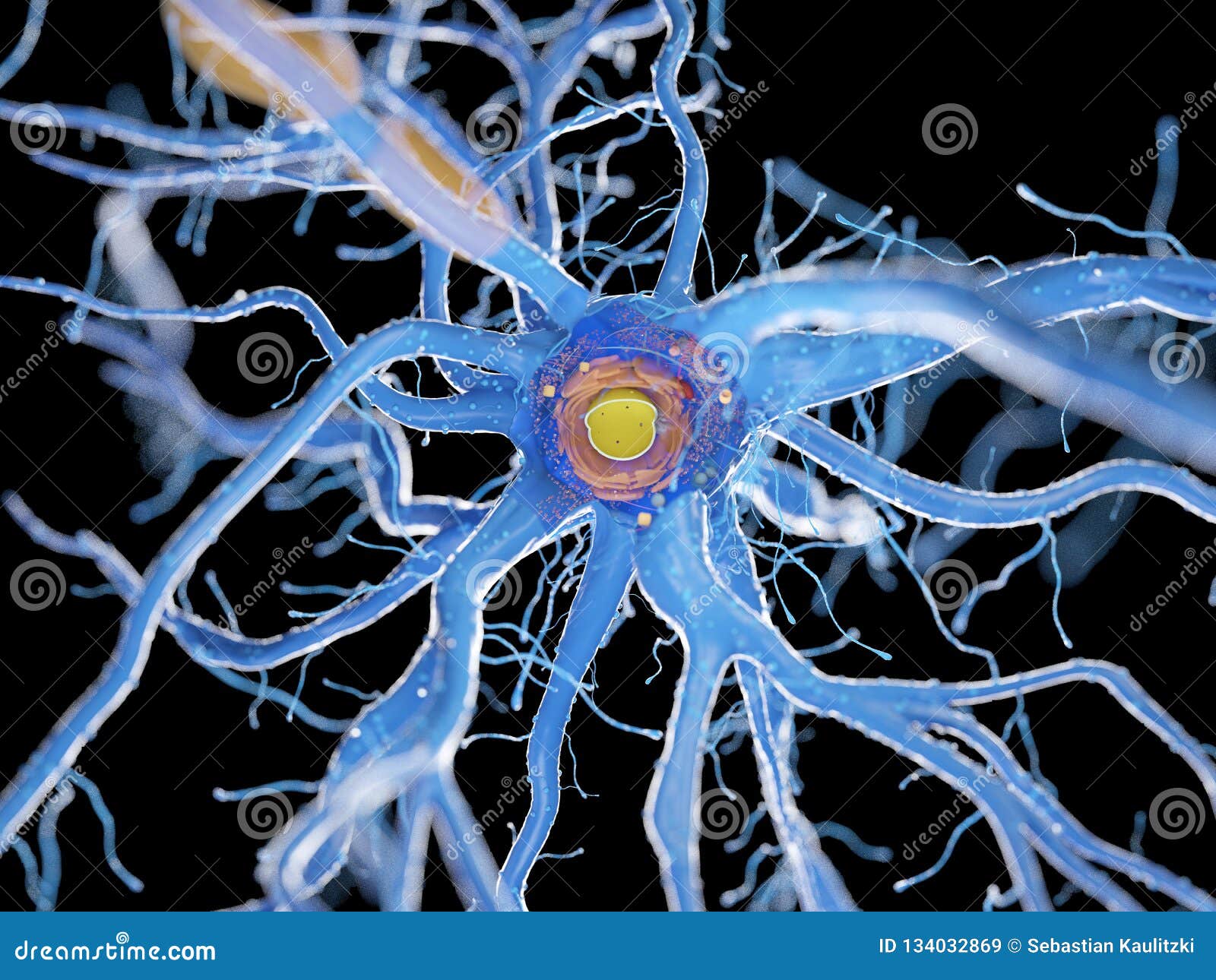 A nerve cell cross-section stock illustration. Illustration of ...