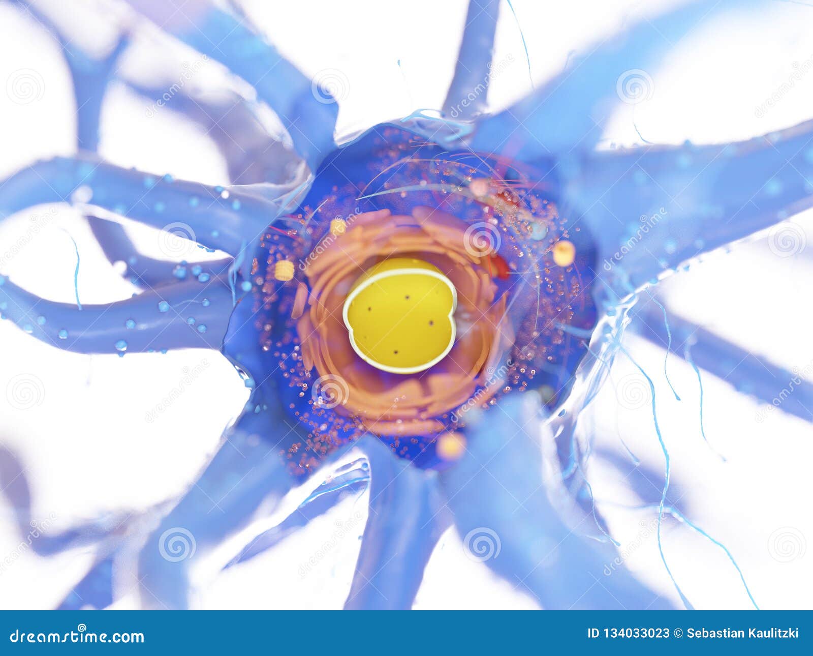 A Nerve Cell Cross-section Stock Illustration | CartoonDealer.com ...