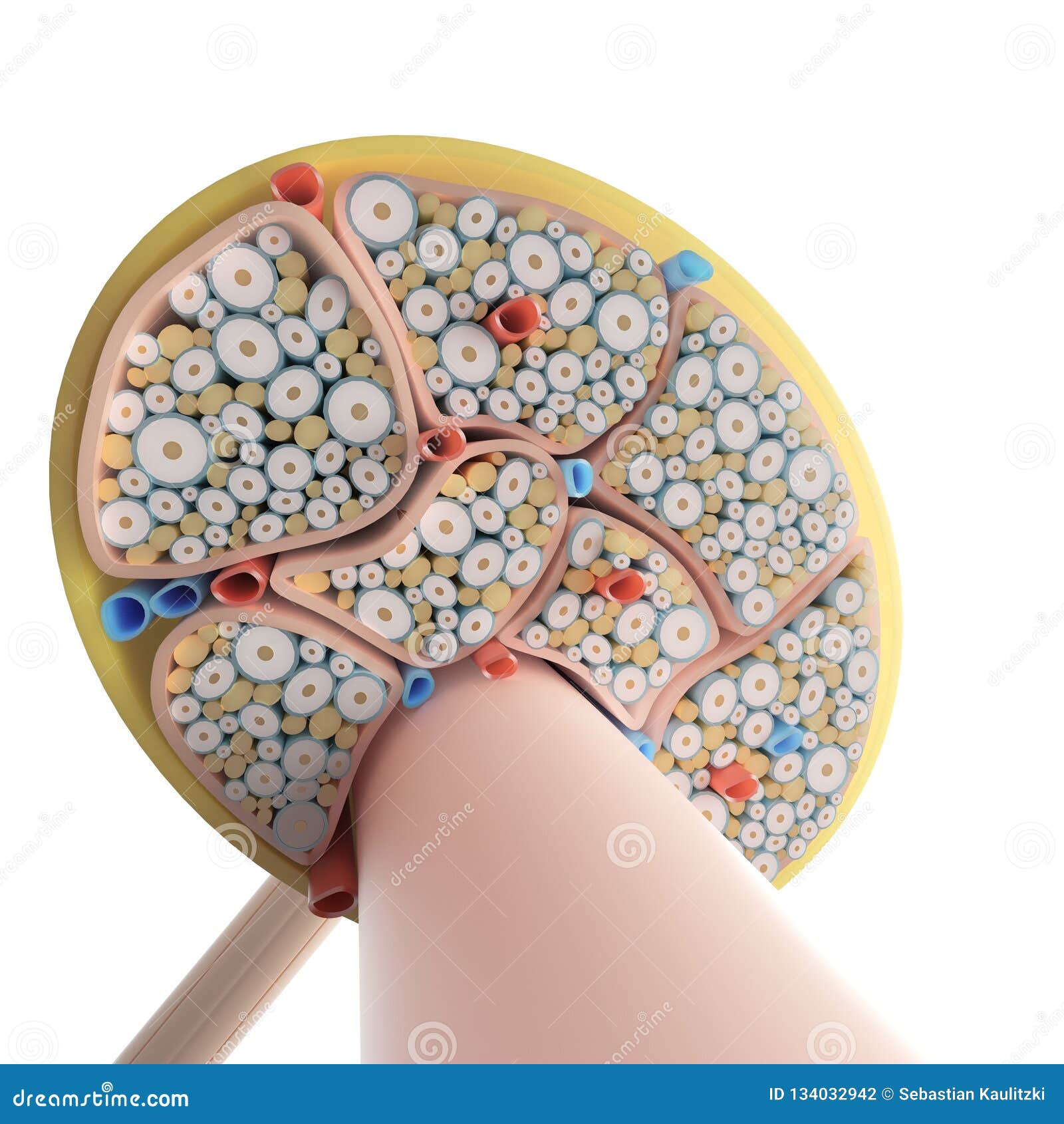 Nerve Structure. Human Nervous System Connective Tissue. Labeled Scheme ... Nerve Structure. Human Nervous System Connective Tissue. Labeled Scheme ...