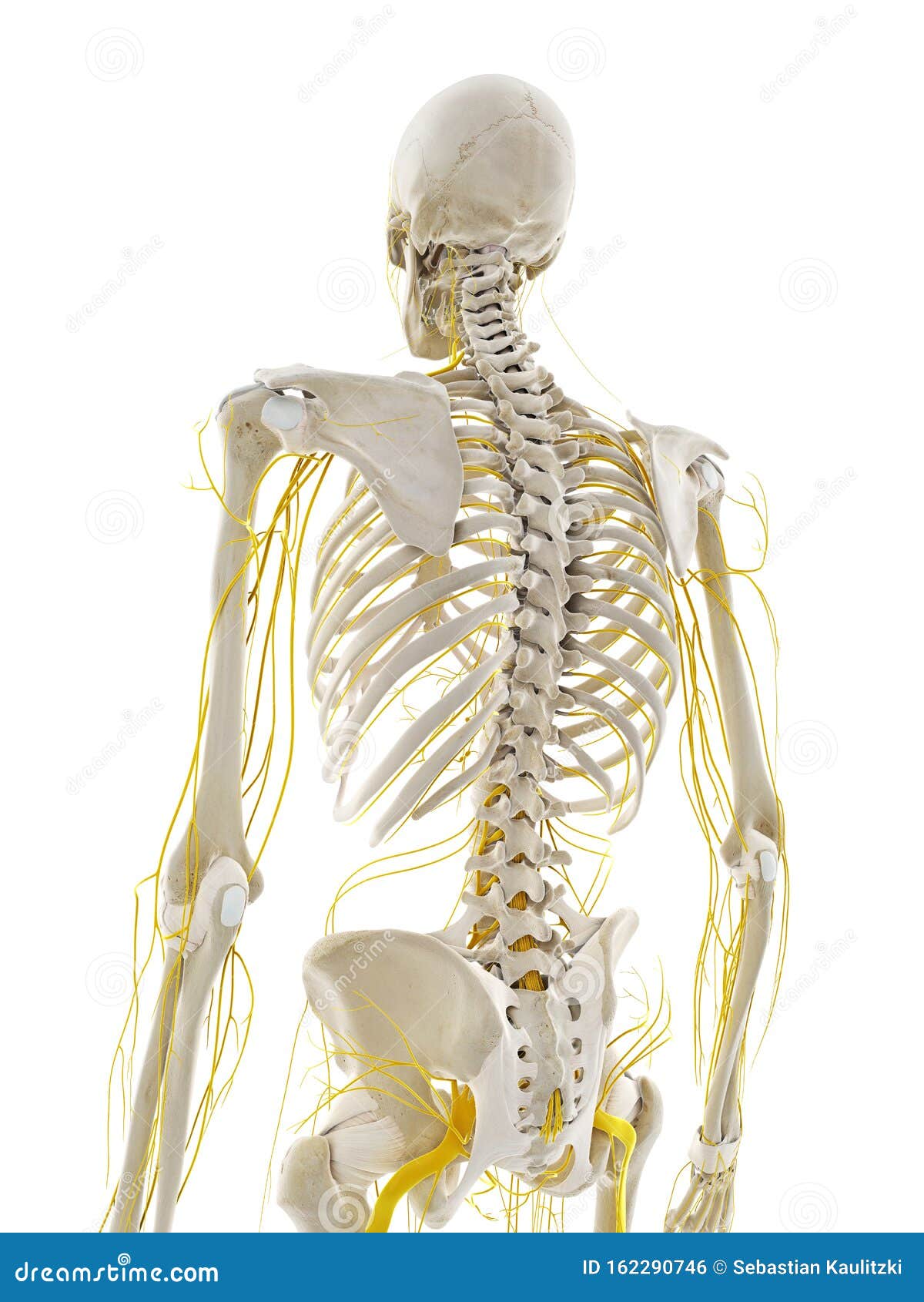 The nerves of the back stock illustration. Illustration of arms - 162290746