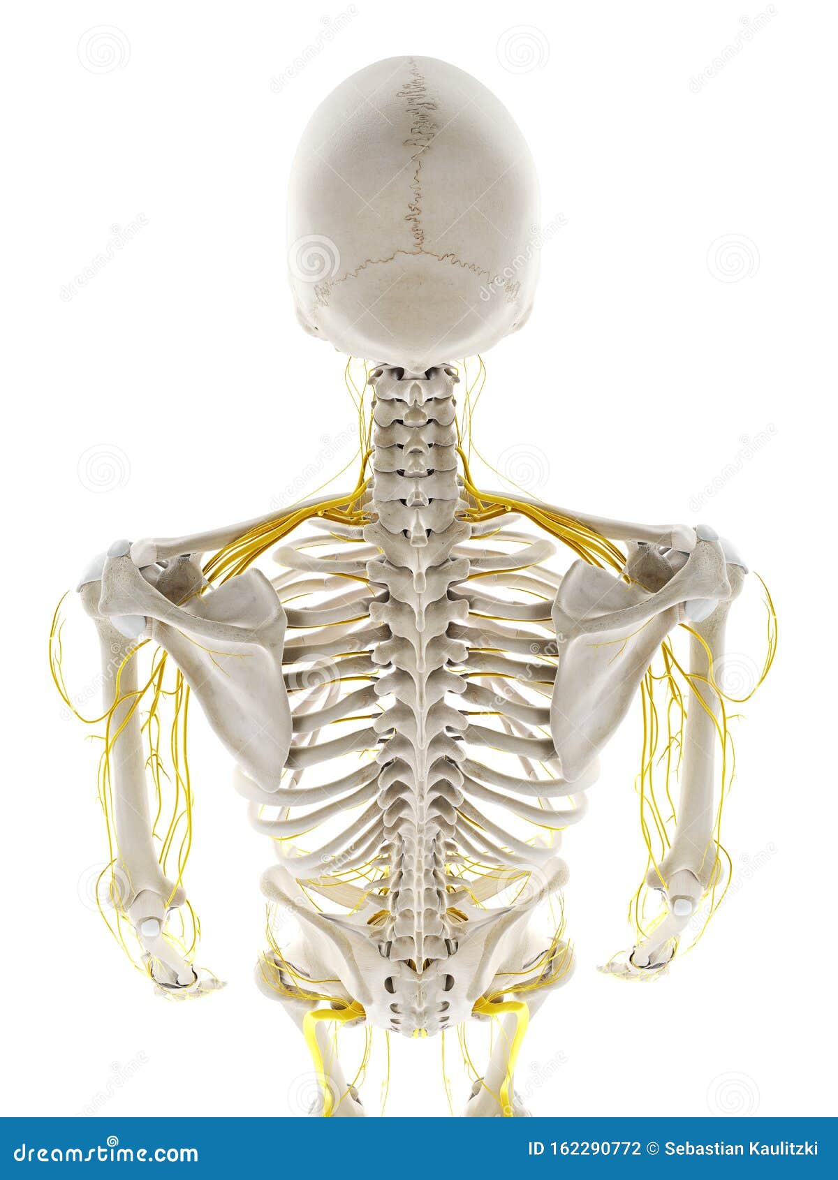 The nerves of the back stock illustration. Illustration of rendered ...