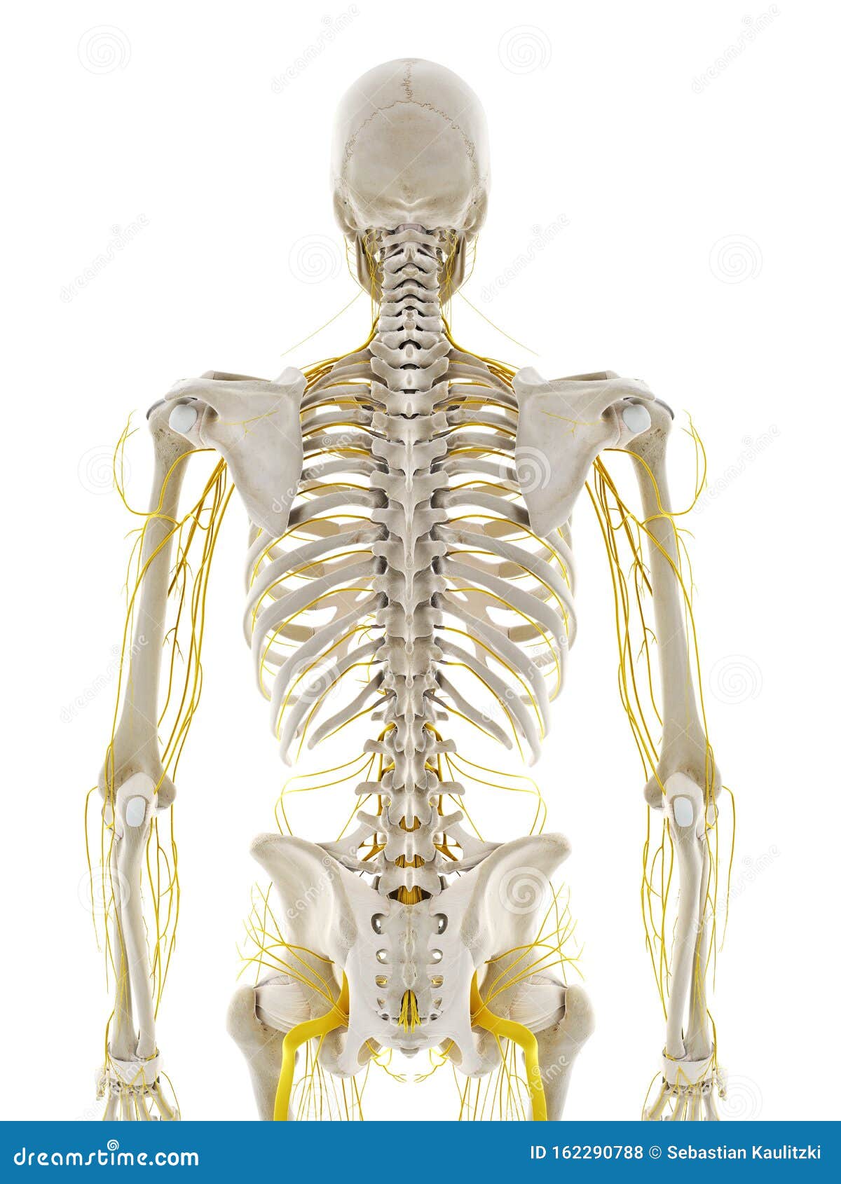 The nerves of the back stock illustration. Illustration of artwork ...