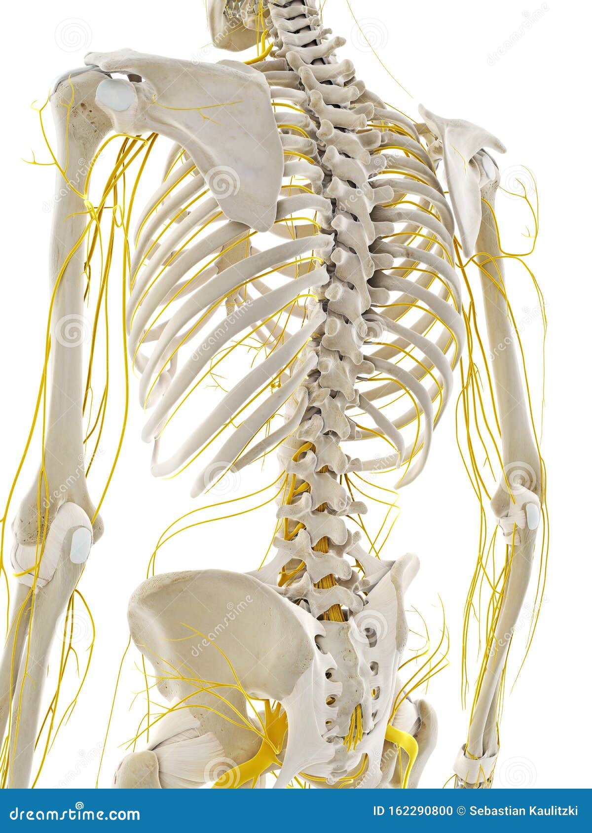 The nerves of the back stock illustration. Illustration of artwork ...