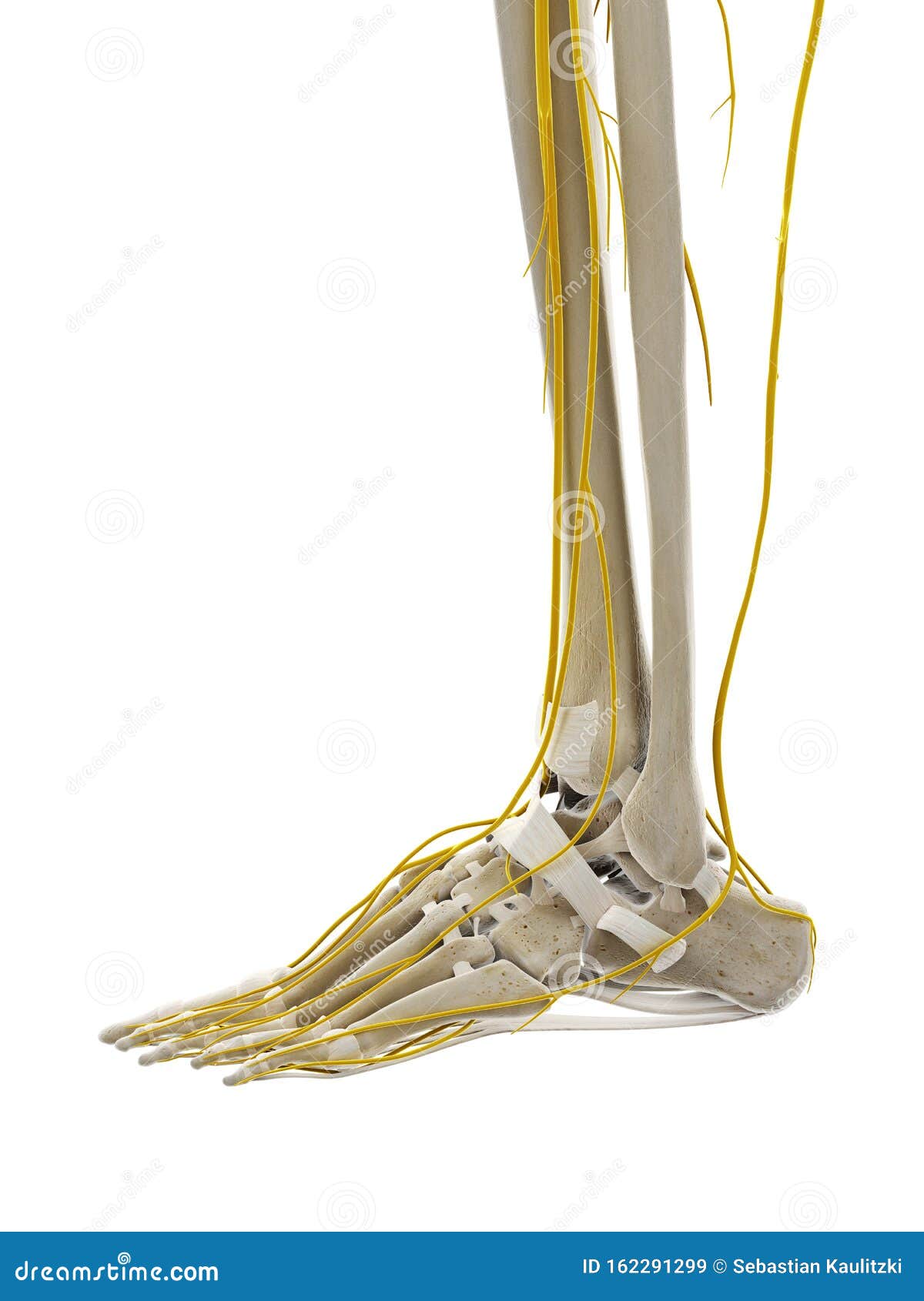 The nerves of the foot stock illustration. Illustration of anatomical ...