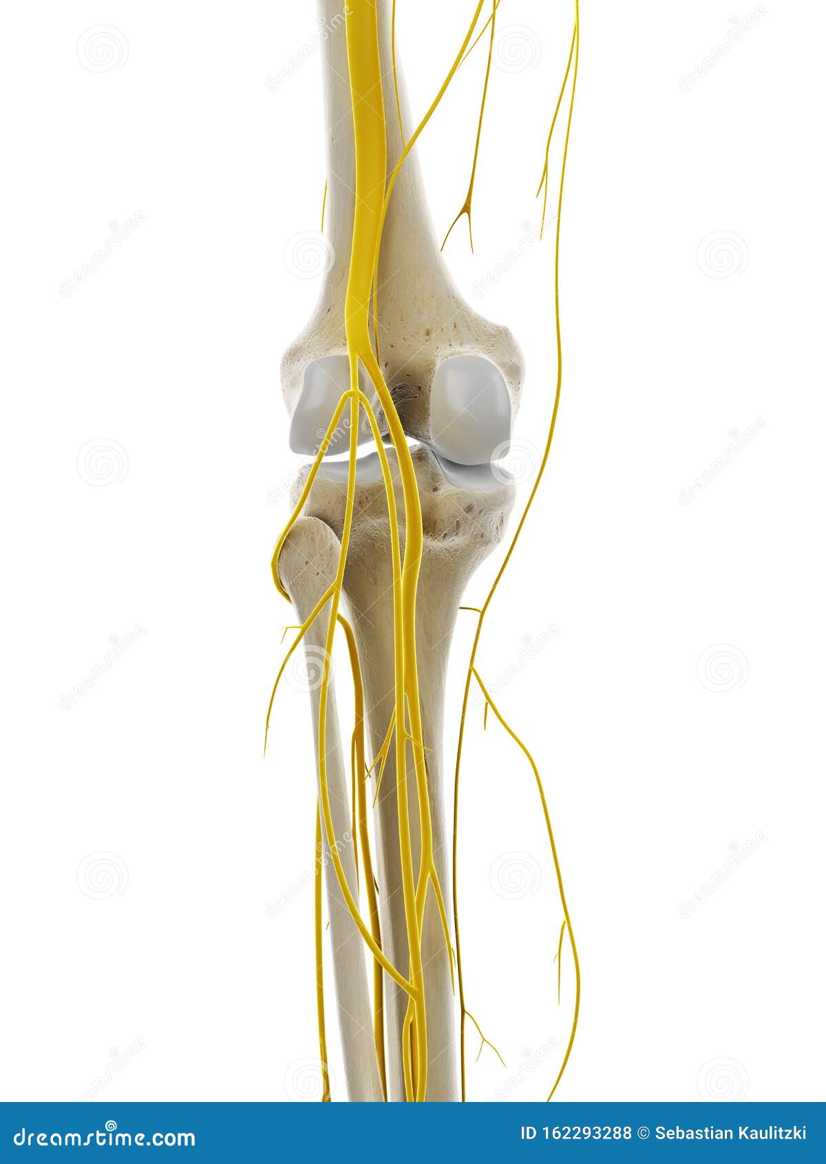 Knee Nerve Anatomy