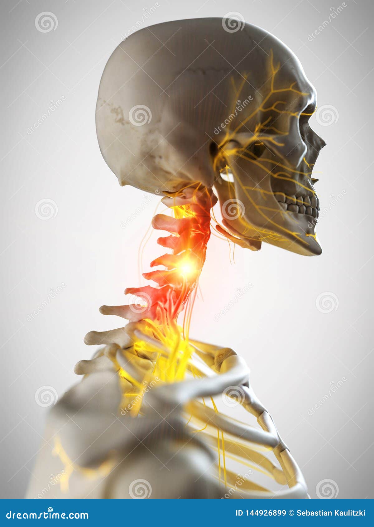 The nerves of the neck stock illustration. Illustration of head - 144926899