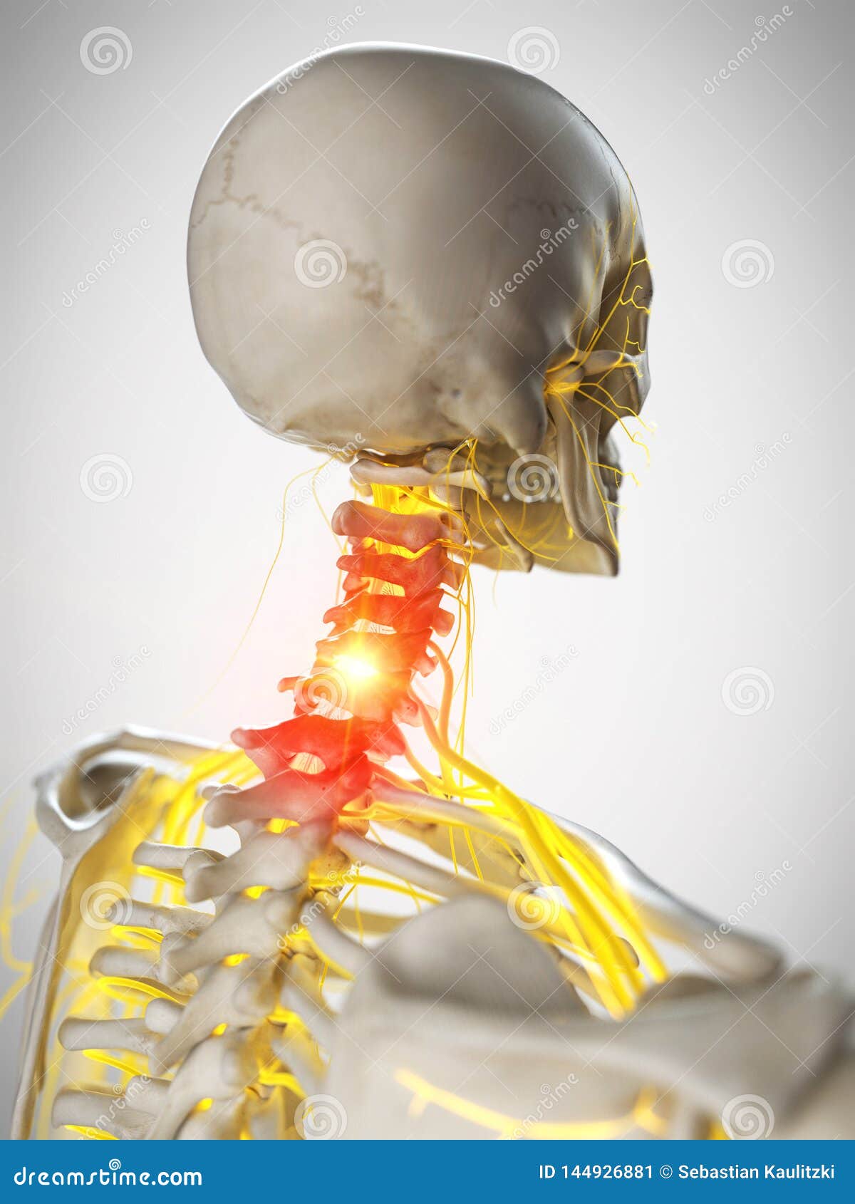 The nerves of the neck stock illustration. Illustration of nerves ...