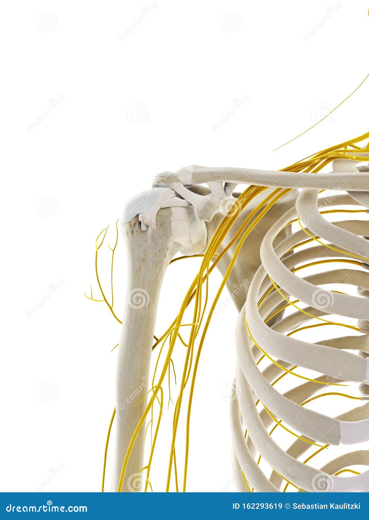 The nerves of the shoulder stock illustration. Illustration of nerves ...