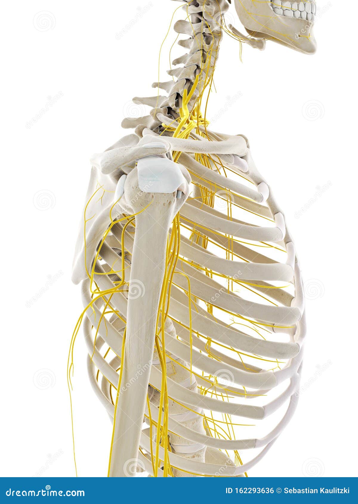Shoulder Nerves Stock Illustration | CartoonDealer.com #30721780