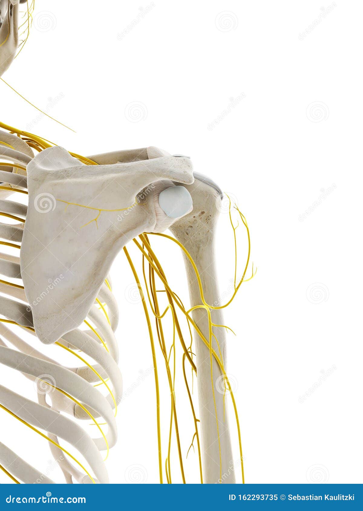 The nerves of the shoulder stock illustration. Illustration of science ...
