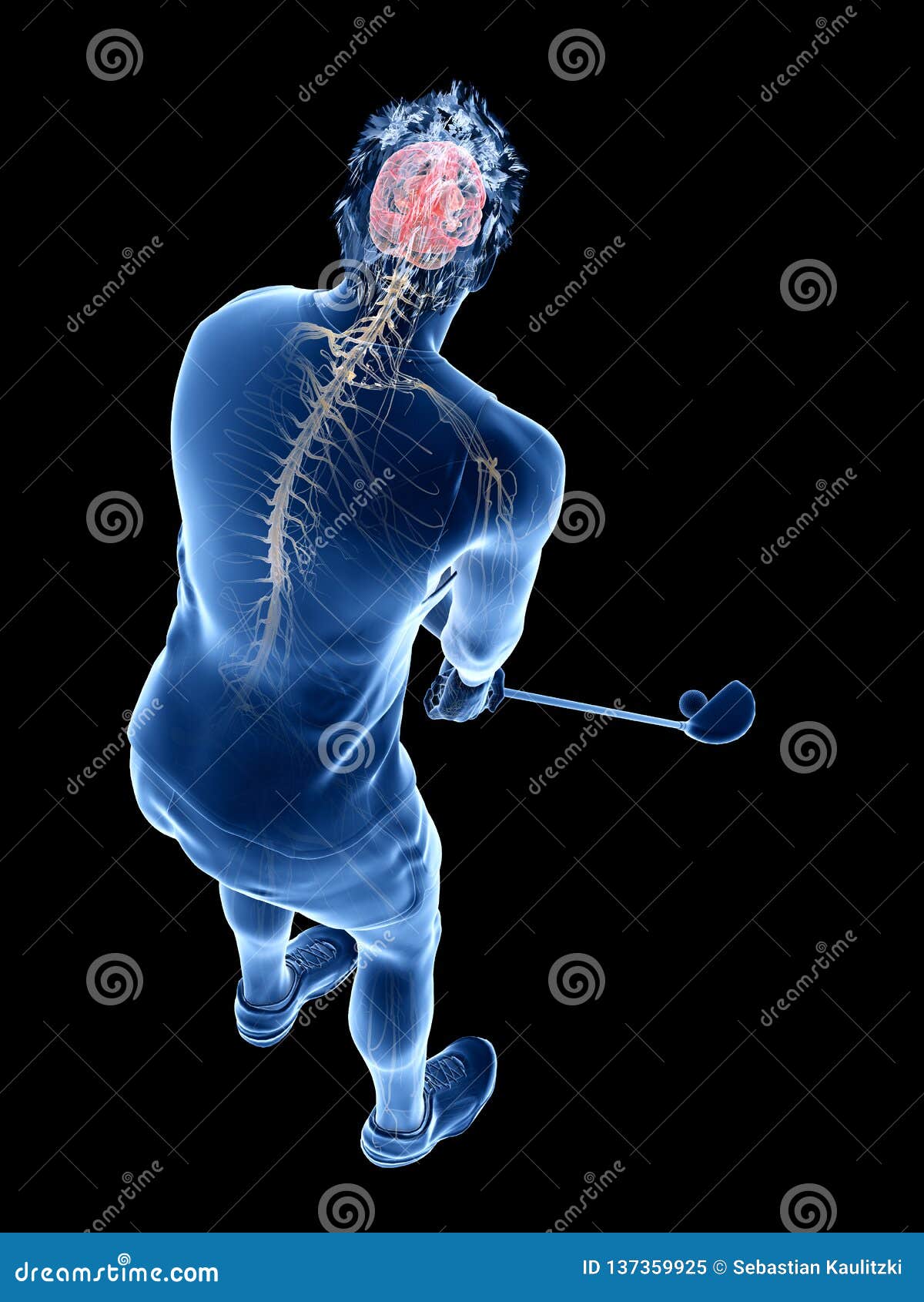 The Nervous System of a Golf Player Stock Illustration - Illustration ...