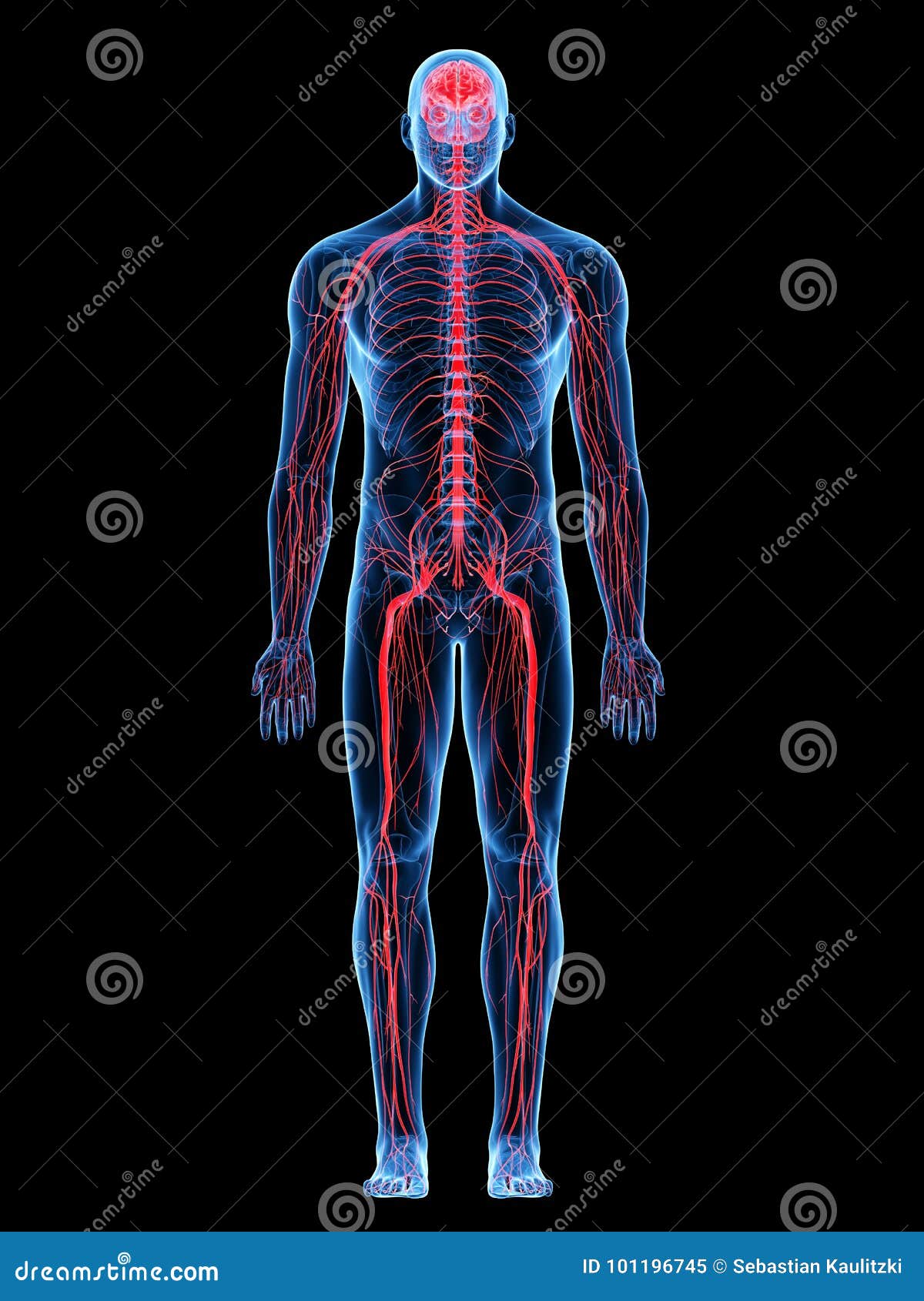 Nervous System Of Human Body With Nerve Network Anatomy Outline Diagram ...